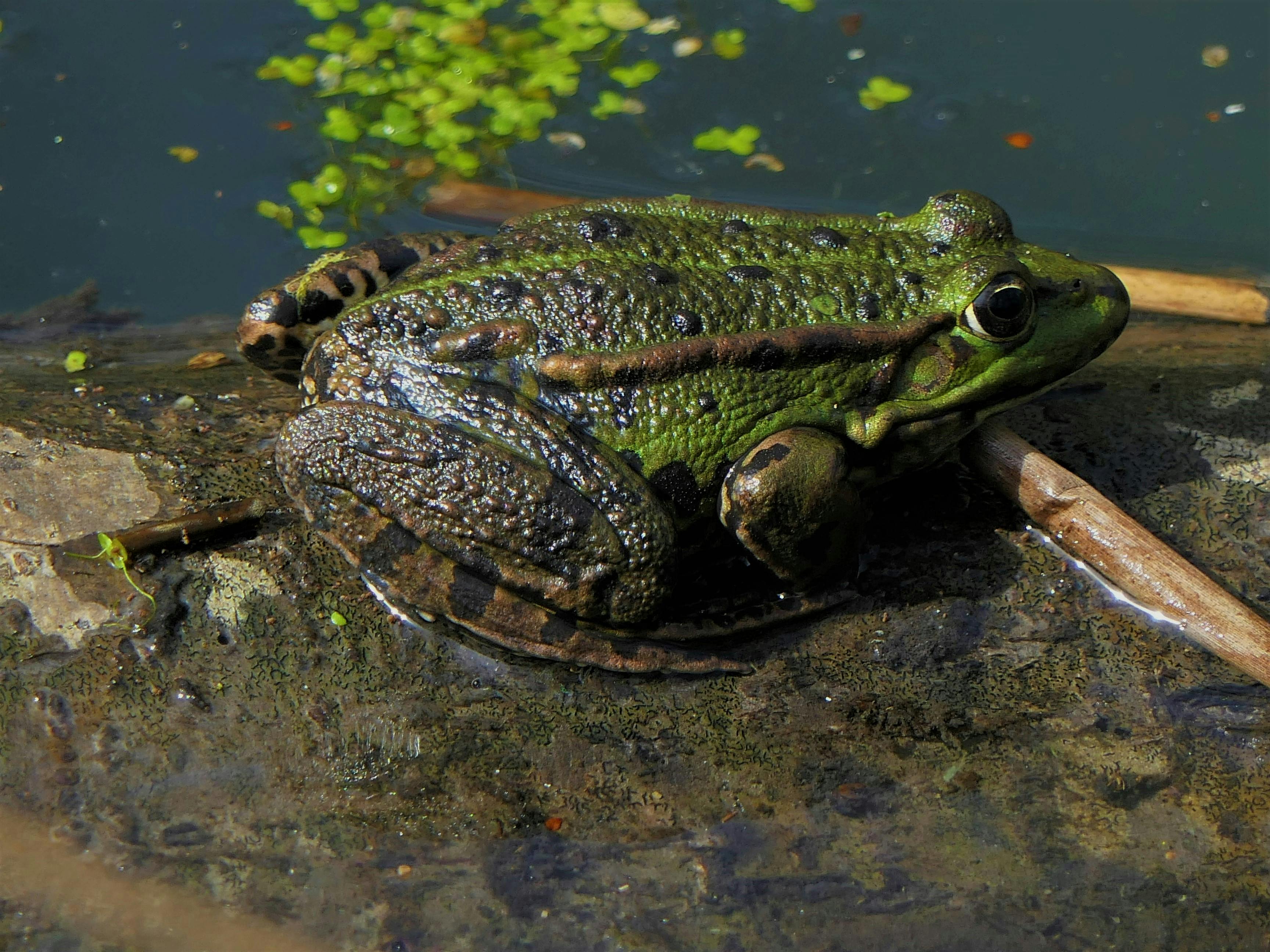 Frogs In Europe Photos, Download The BEST Free Frogs In Europe Stock ...