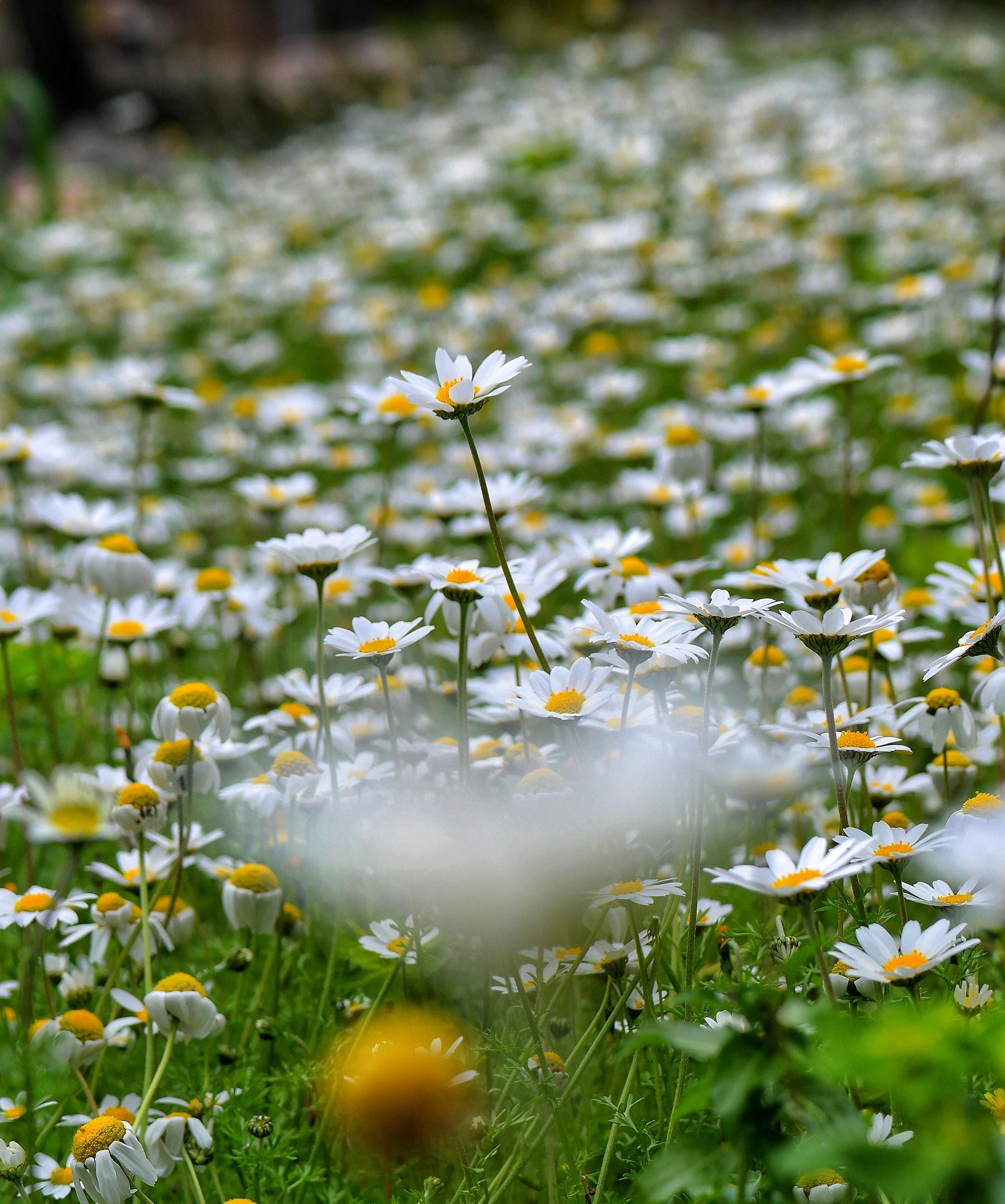 Chamomile Flowers in Garden · Free Stock Photo