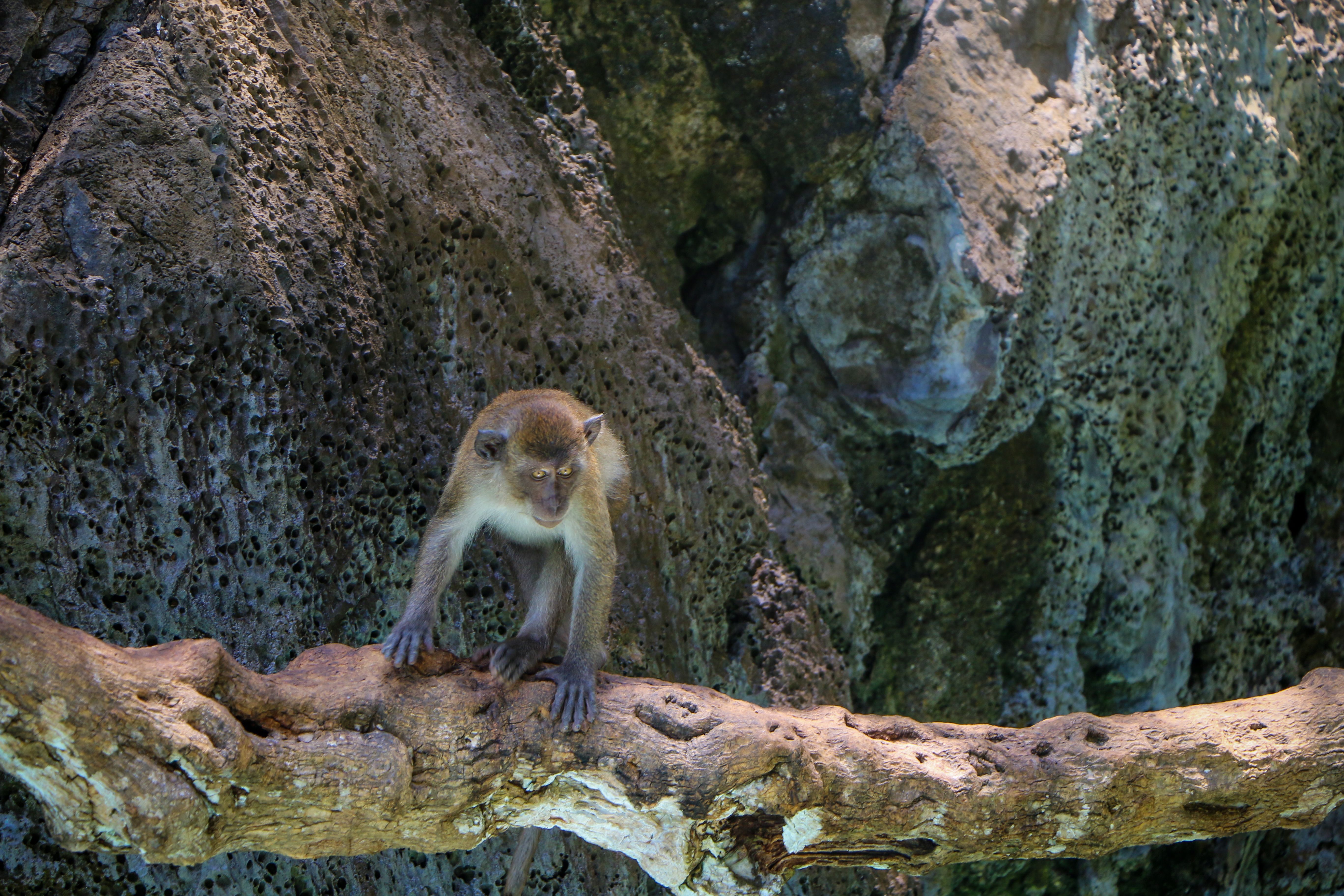 Exotic Monkey from Philippines · Free Stock Photo