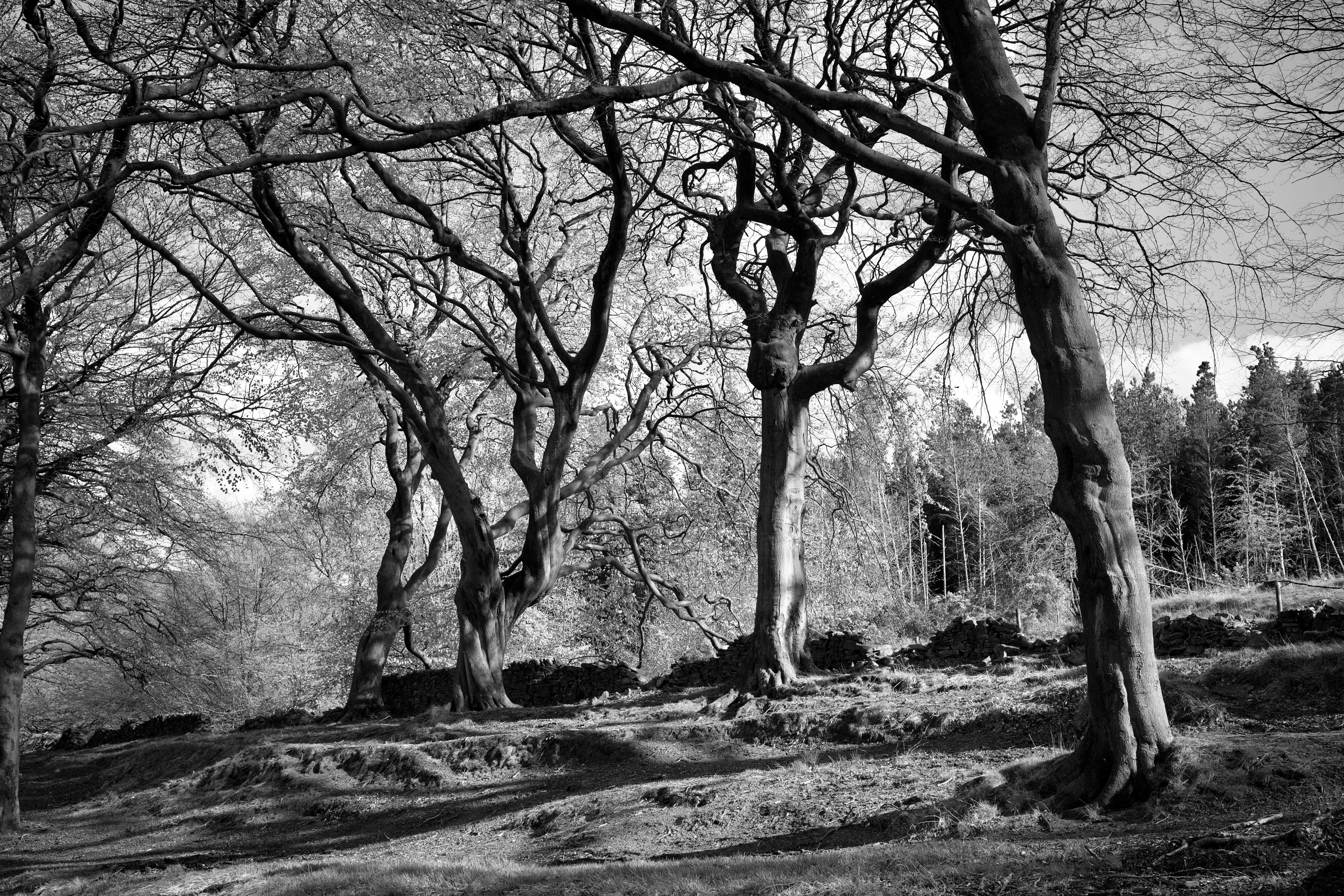 Empty Trees in a Forest in Black and White · Free Stock Photo
