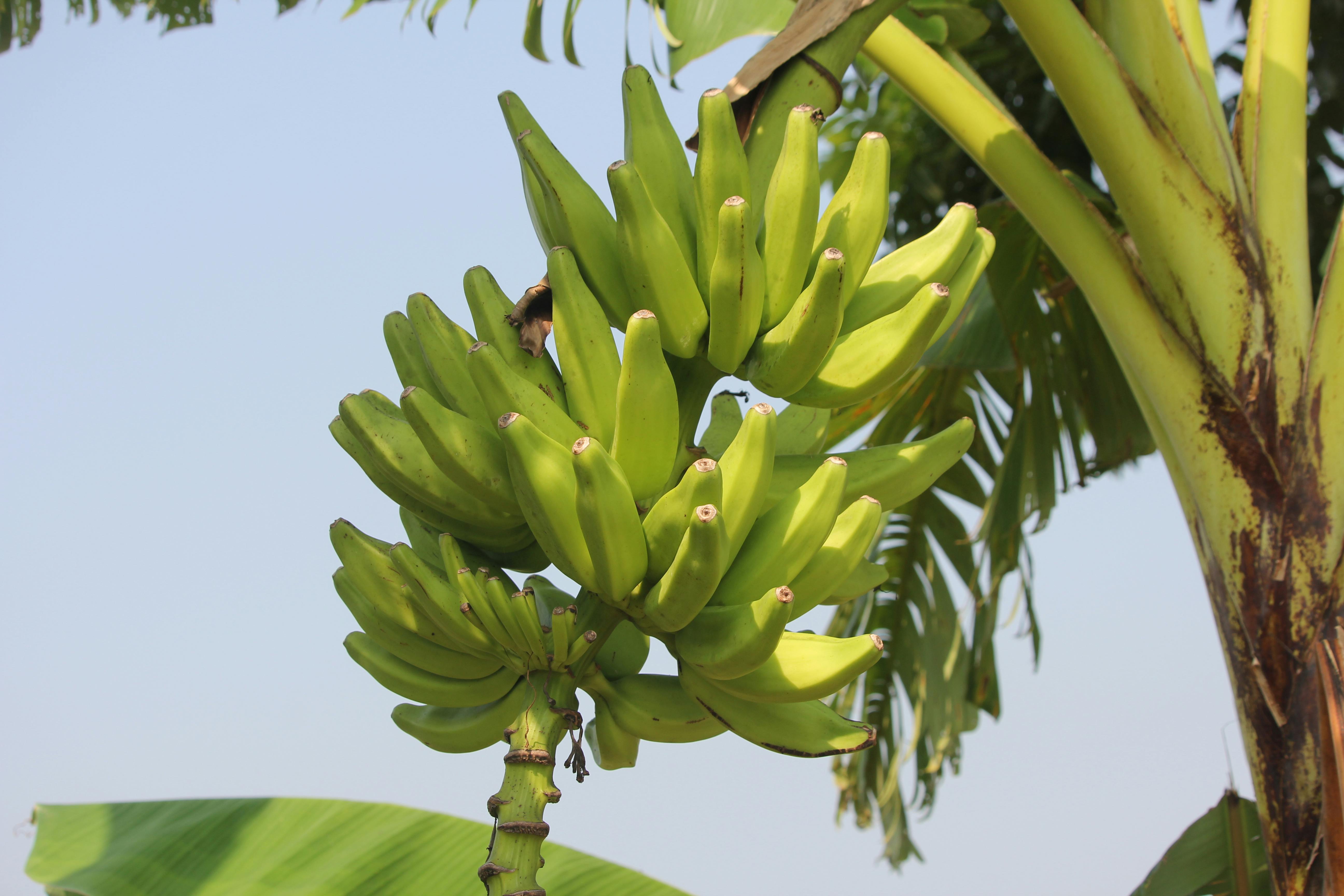 Sheikh Nayim Hasan - การถ่ายภาพ