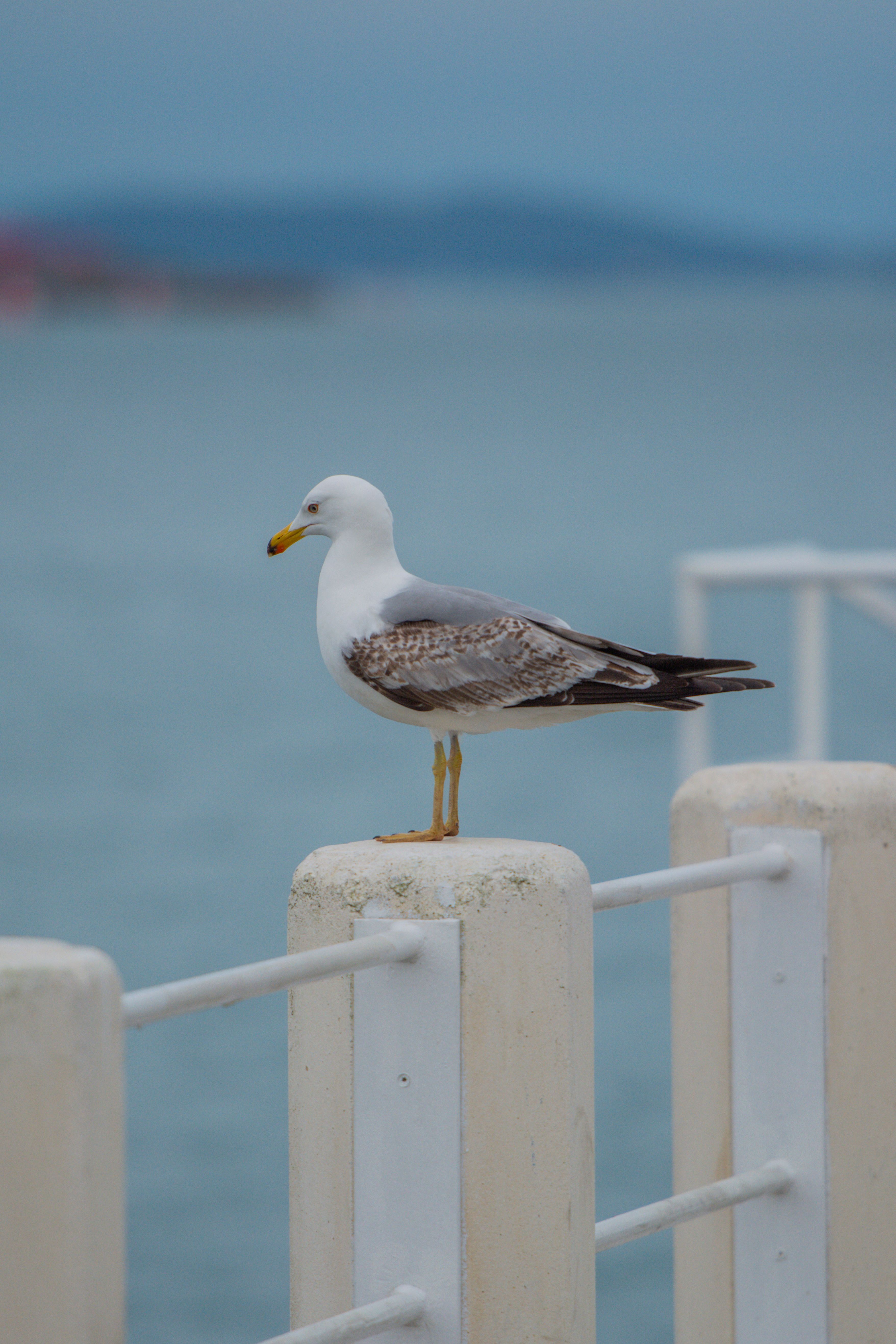White Seagull on Brown Surface · Free Stock Photo