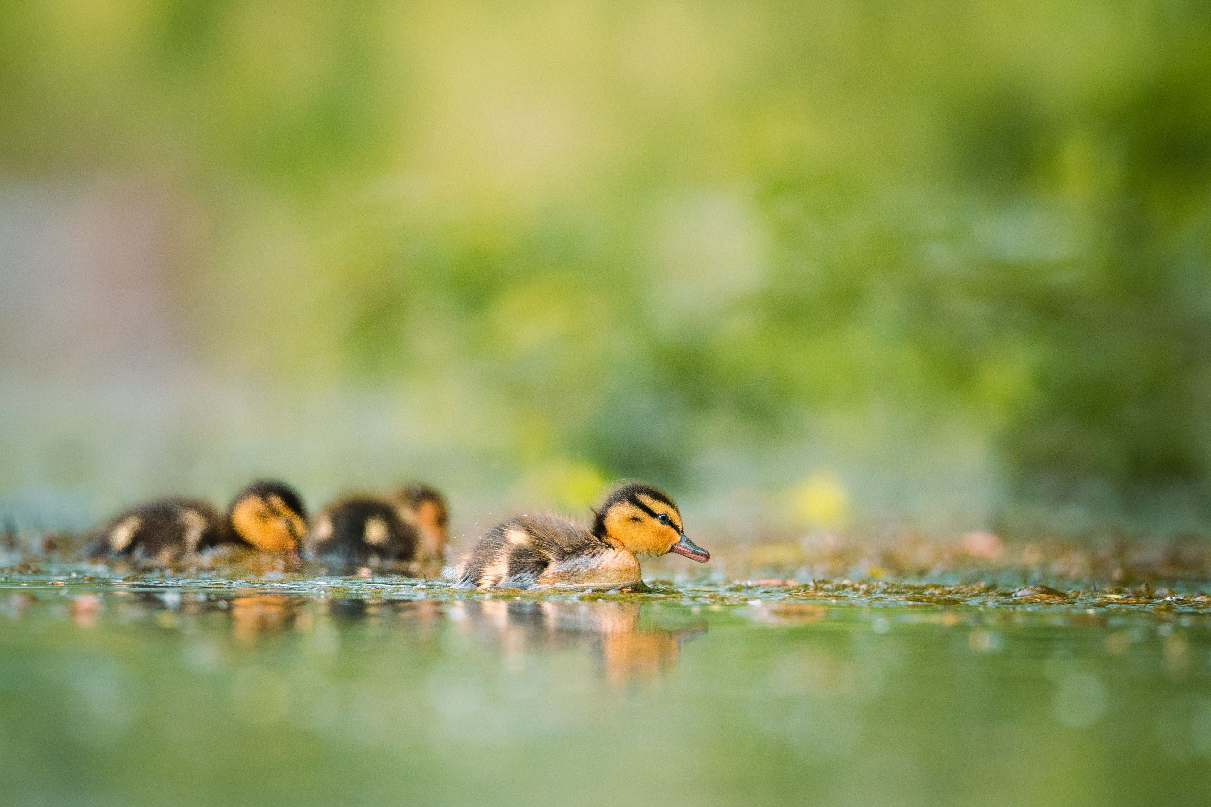 Fluing Birds Photos, Download The BEST Free Fluing Birds Stock Photos ...