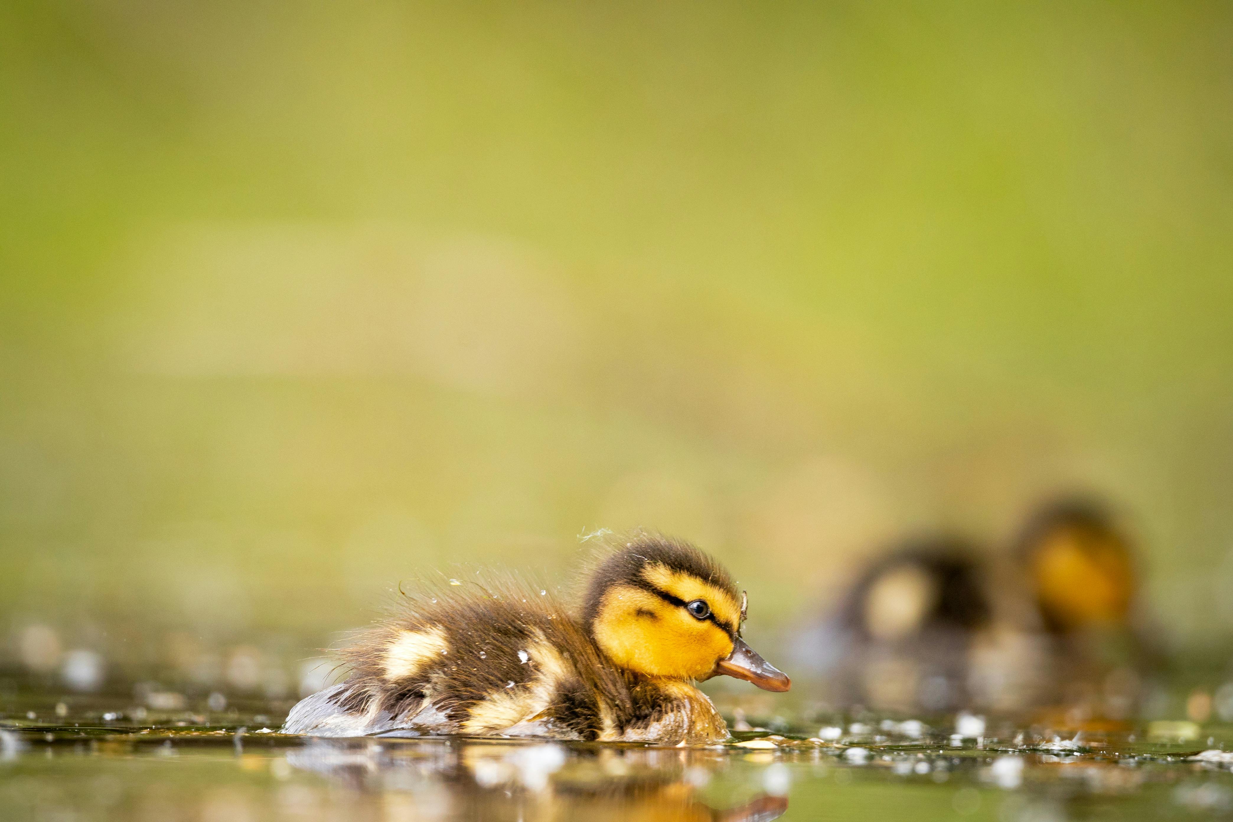 Baby Duck Photos, Download The BEST Free Baby Duck Stock Photos & HD Images