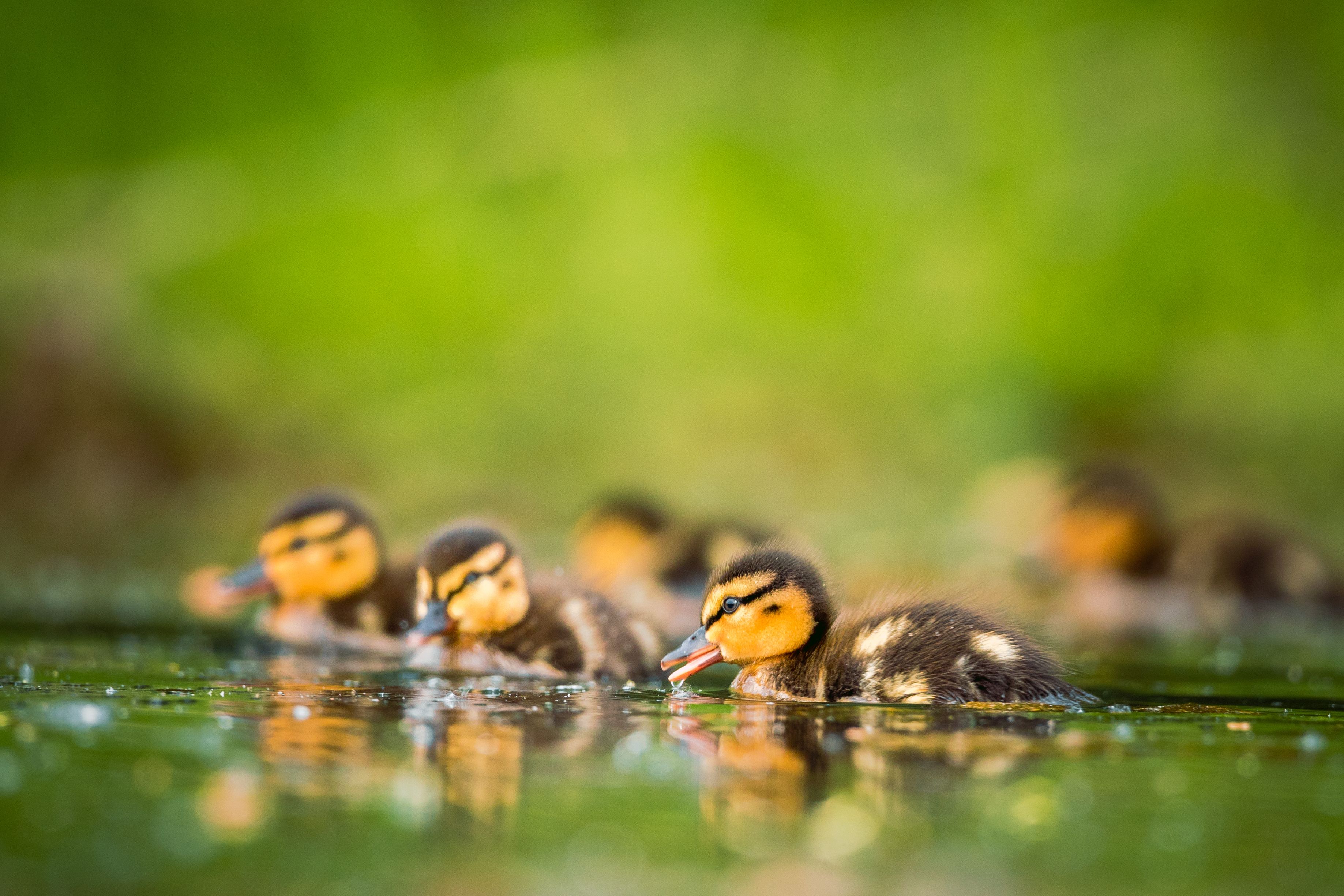 White and Brown Duck With Yellow and Black Ducklings Walking in Gray ...