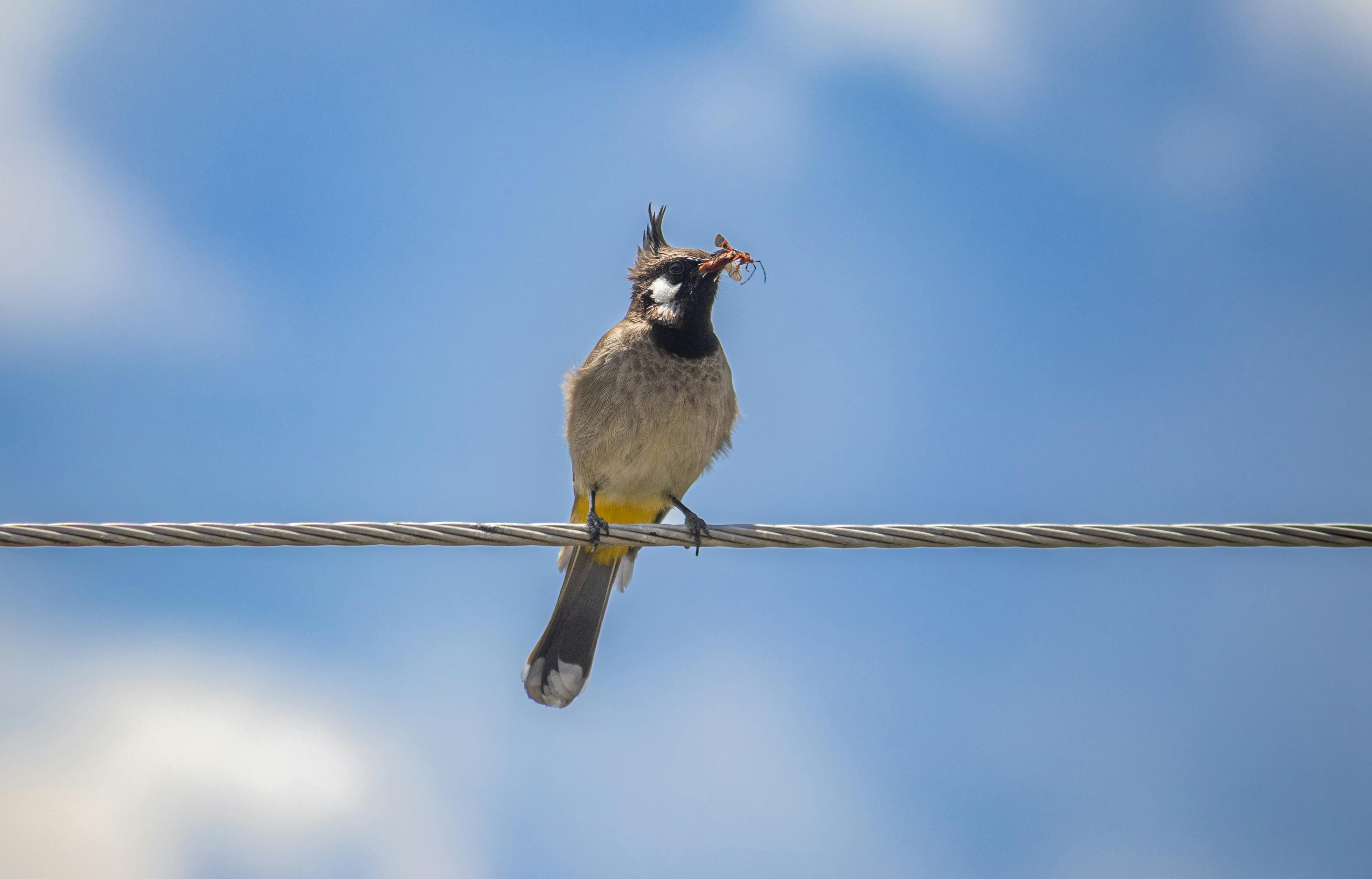 Himalayan Bulbul with a Insect in its Beak Perching on a Wire · Free ...