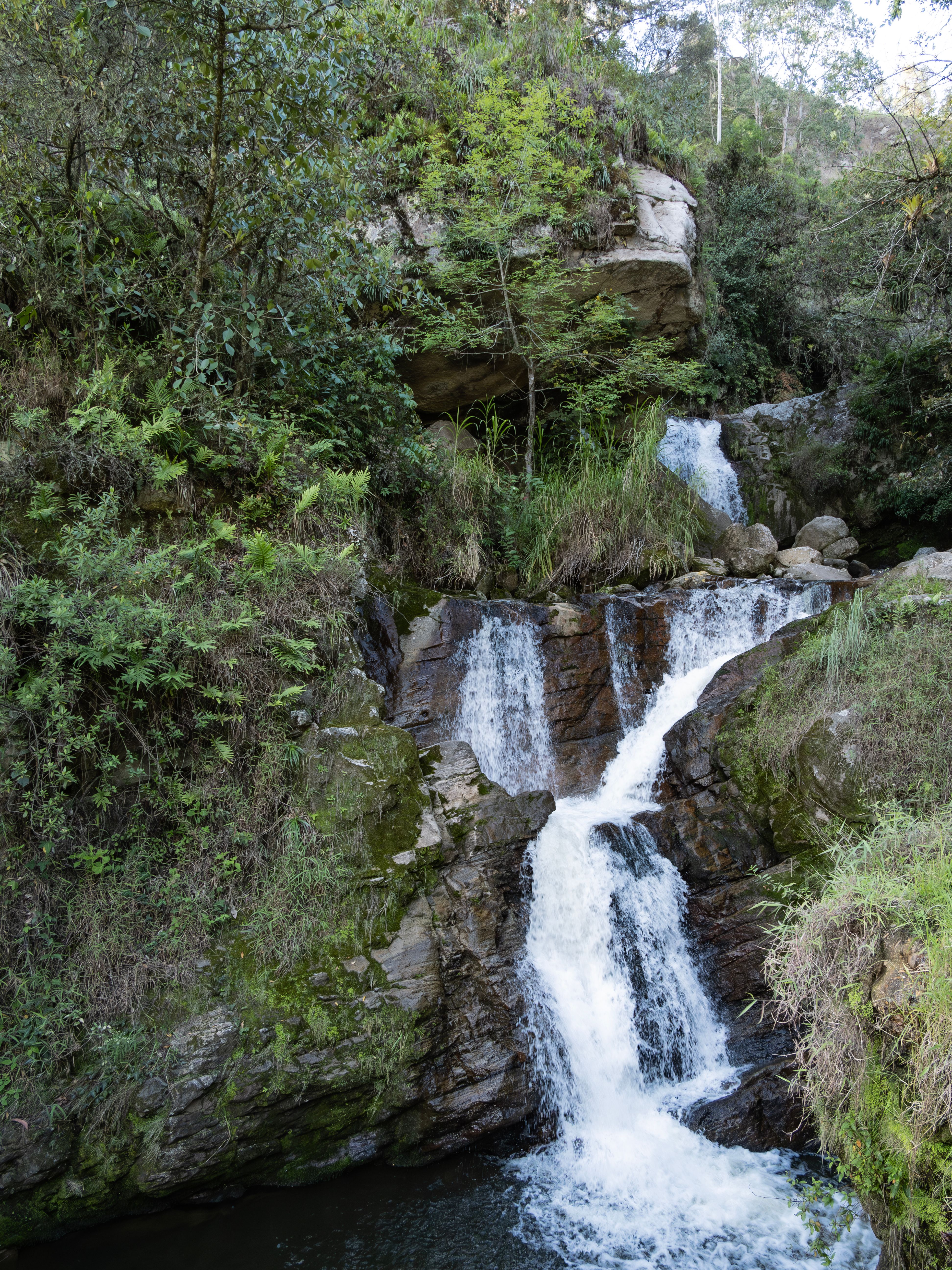 Forest around Waterfall · Free Stock Photo