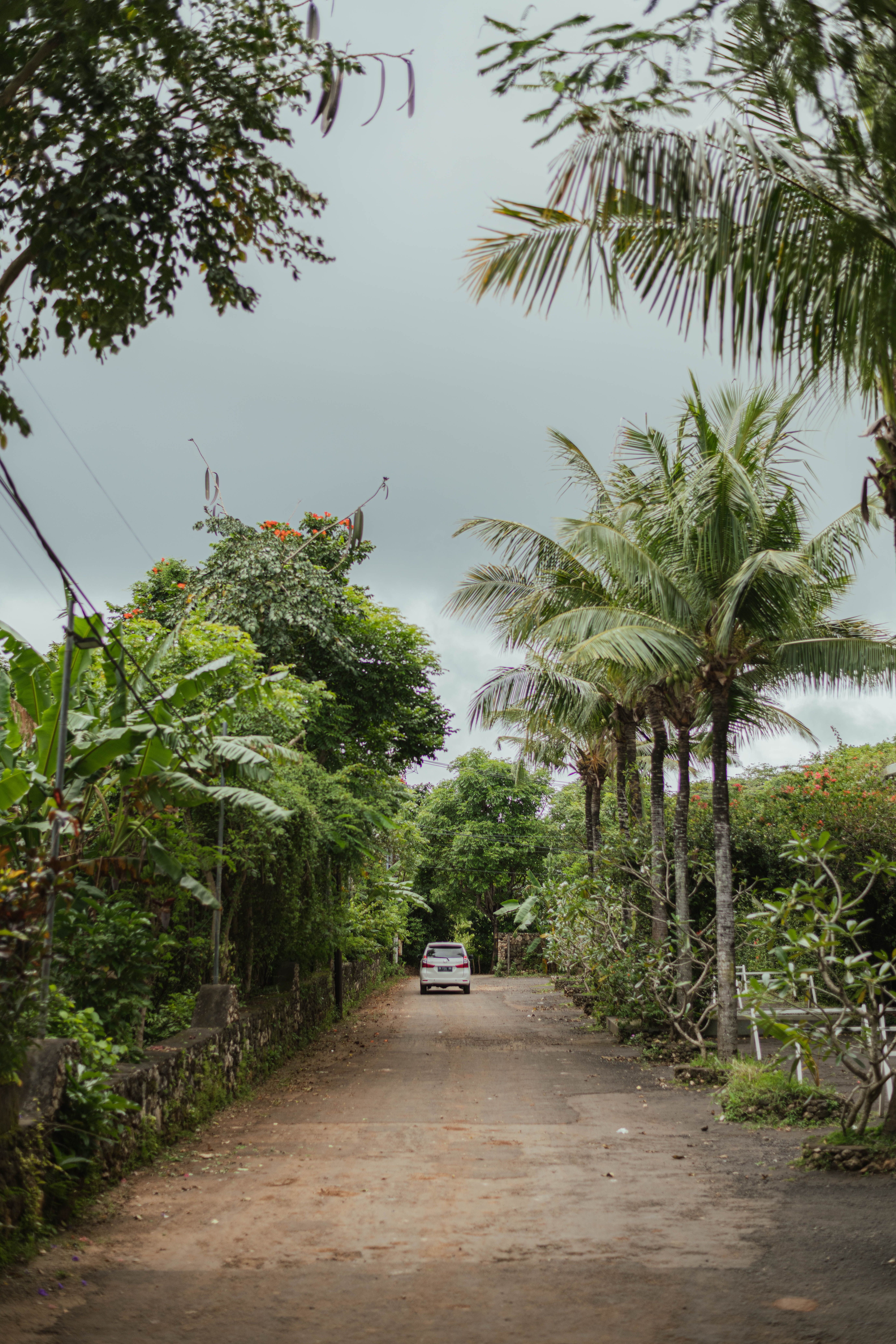 Car Driving on a Road Between Palm Trees · Free Stock Photo