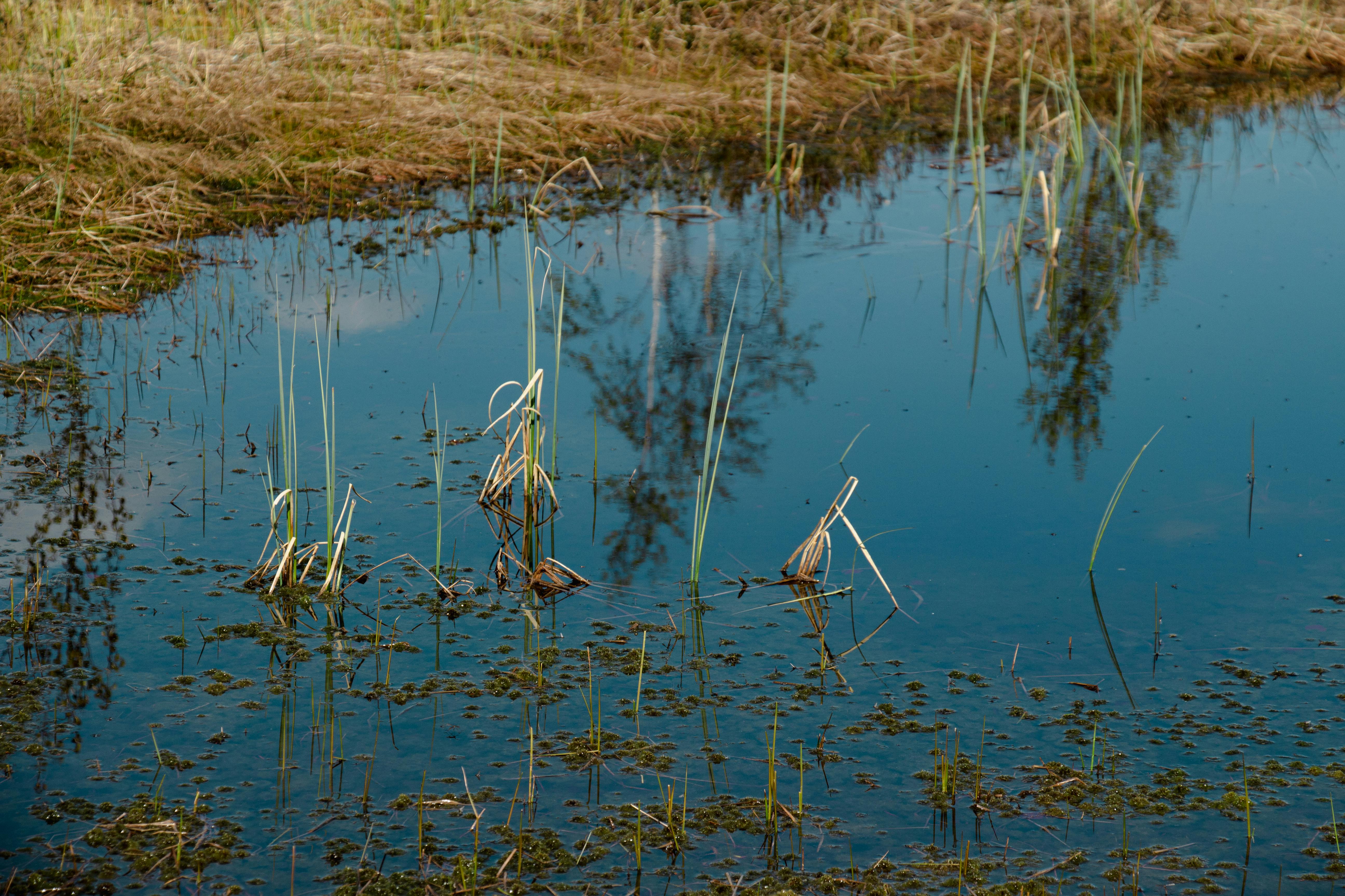 Close up of Rushes in Water · Free Stock Photo
