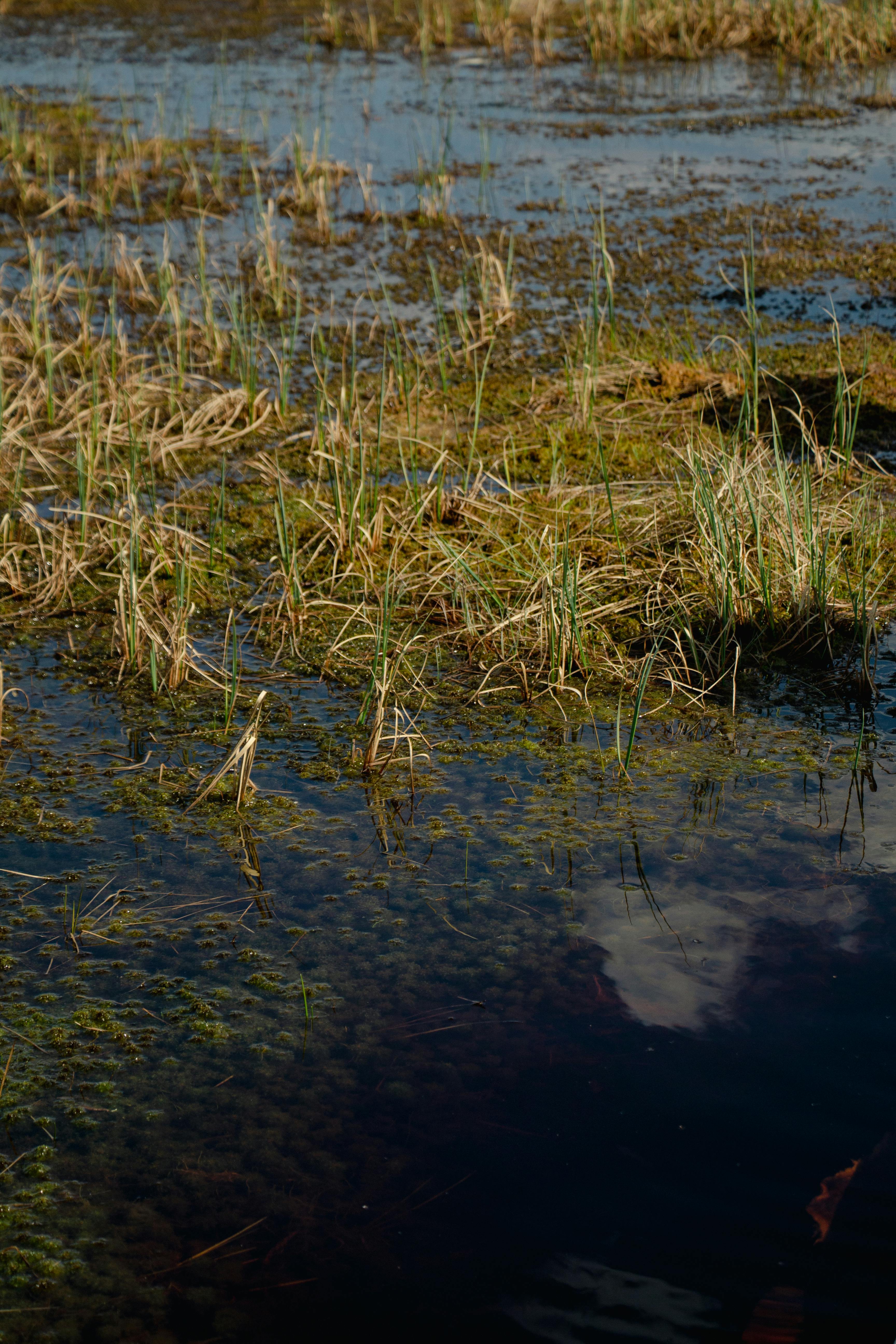 Rushes on Lake Water · Free Stock Photo