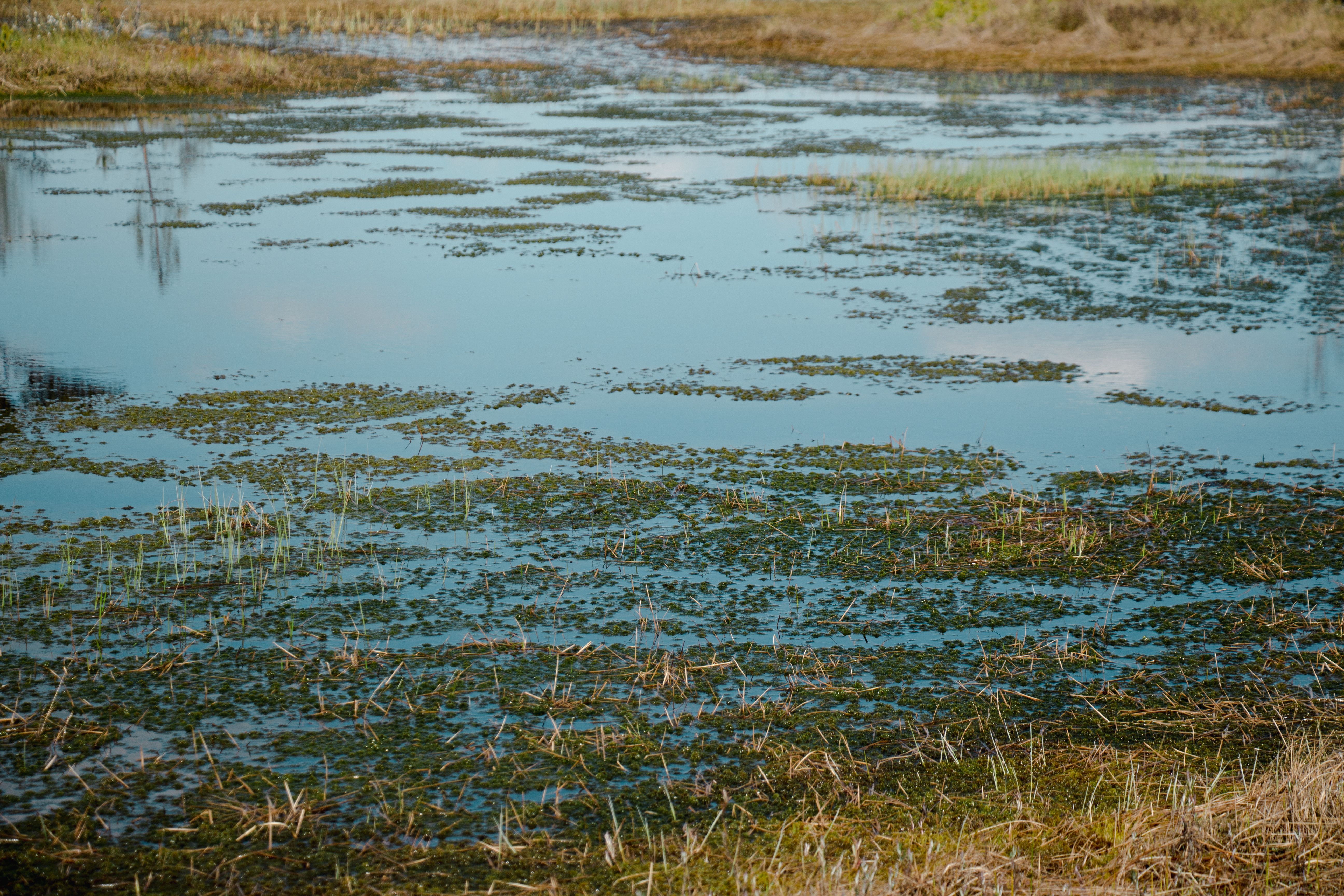 Red Wooden Float on Swamp · Free Stock Photo