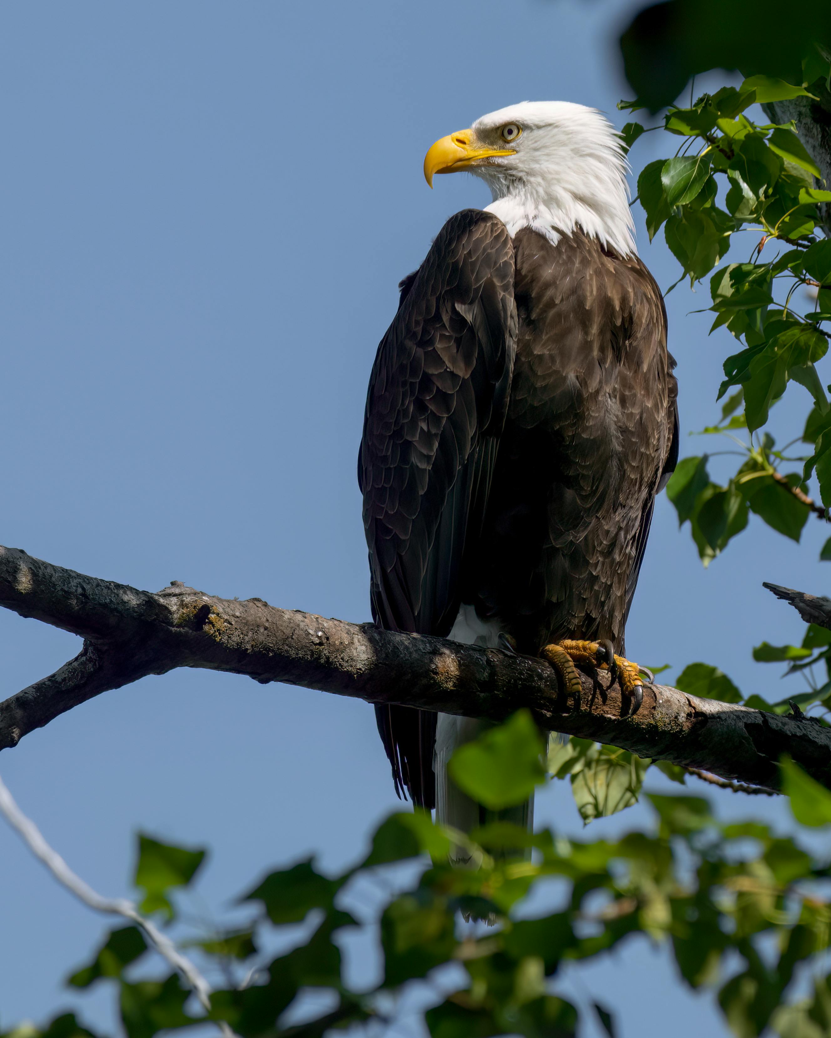 Hawk among Branches · Free Stock Photo