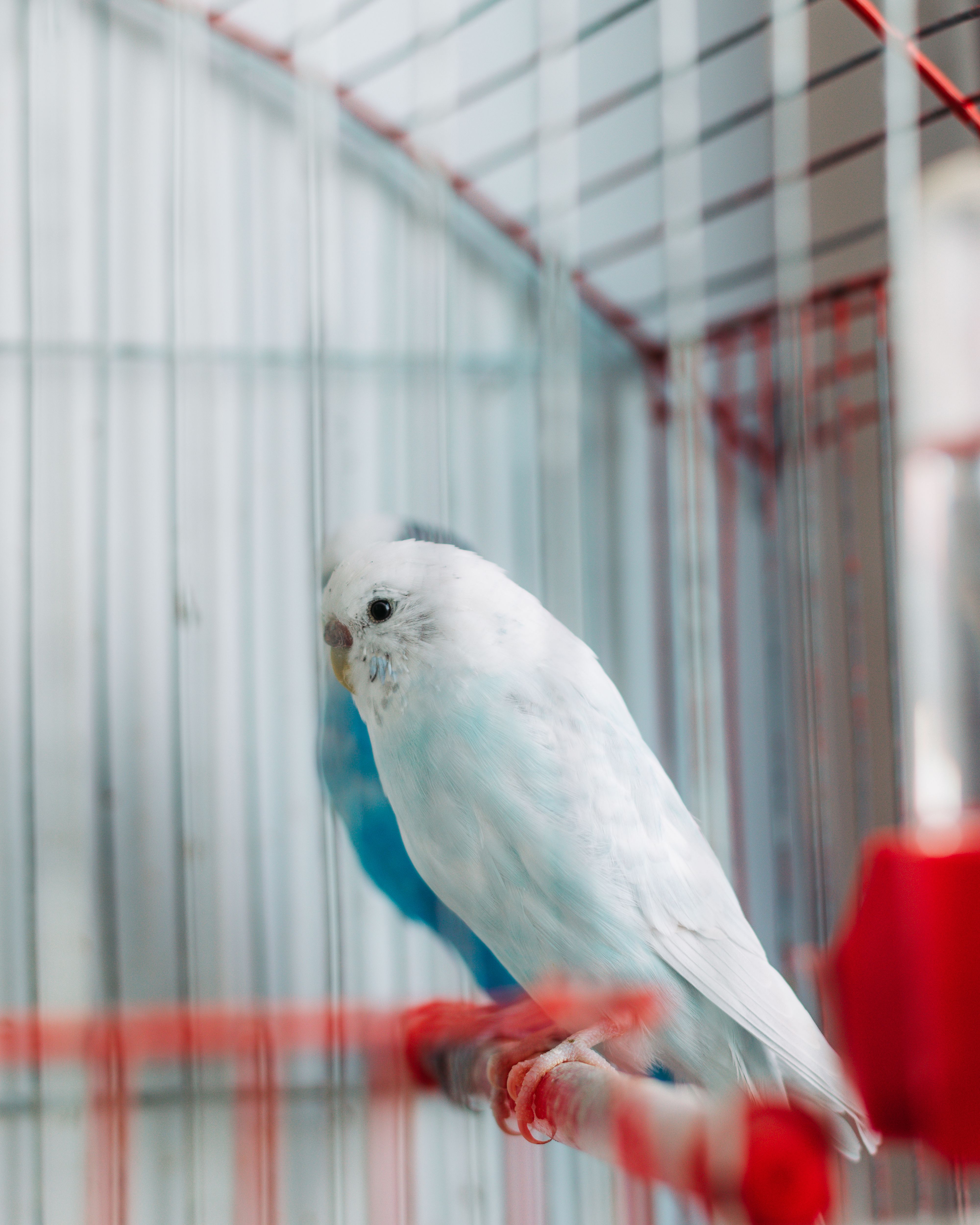 White Parrot in Zoo · Free Stock Photo