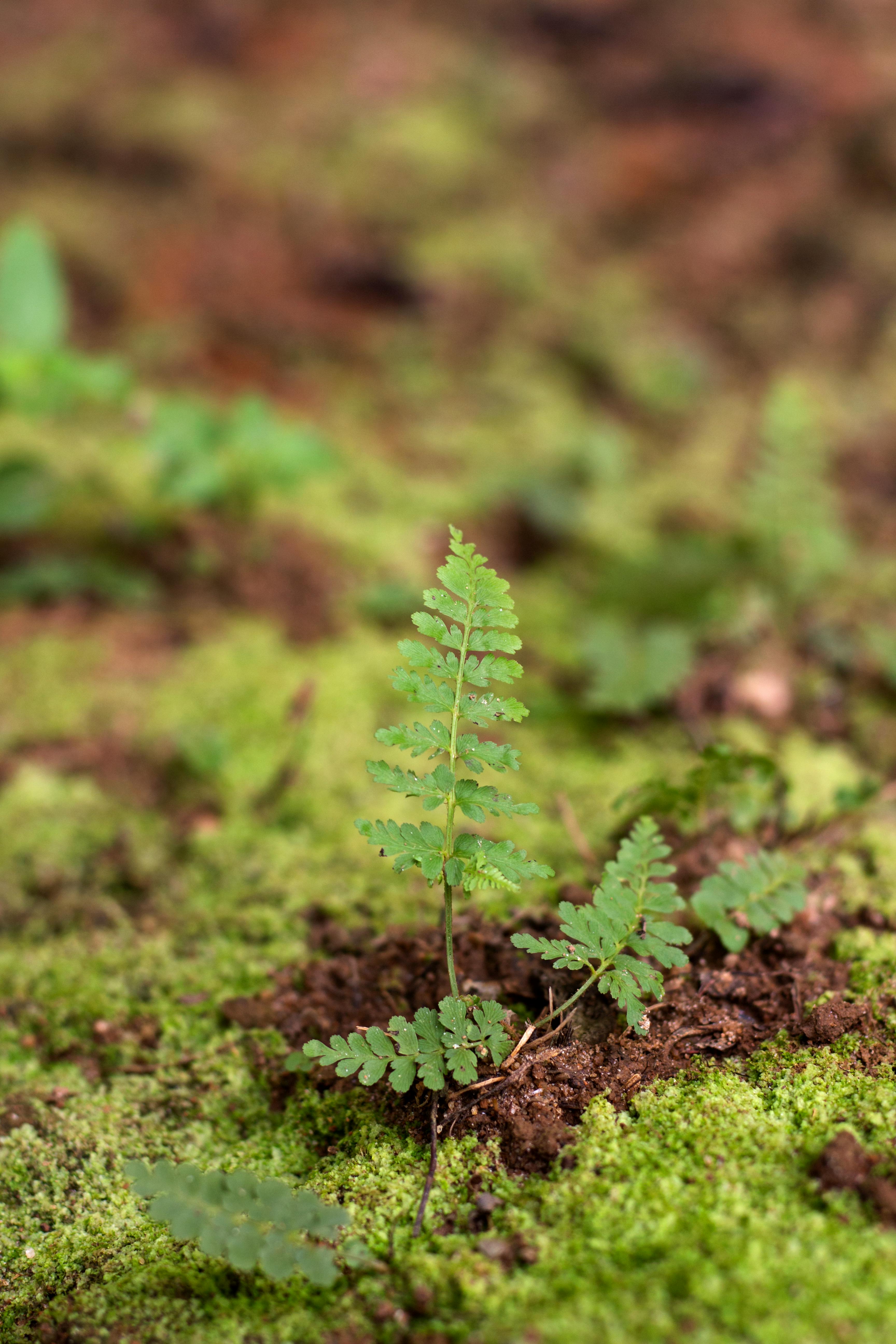 Photo Of Green Linear-leaved Plants · Free Stock Photo