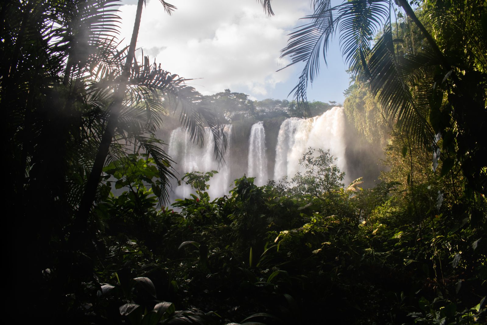 Jungle Time Photos, Download The BEST Free Jungle Time Stock Photos ...