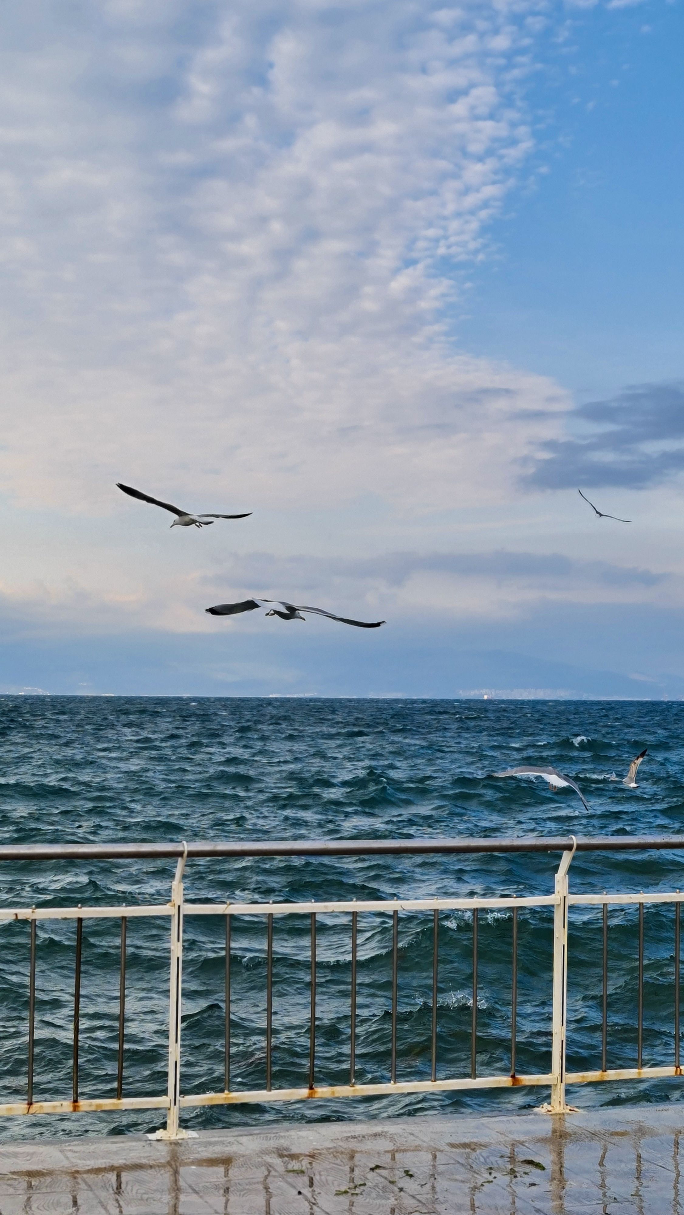 Birds Flying over Railing on Shore · Free Stock Photo