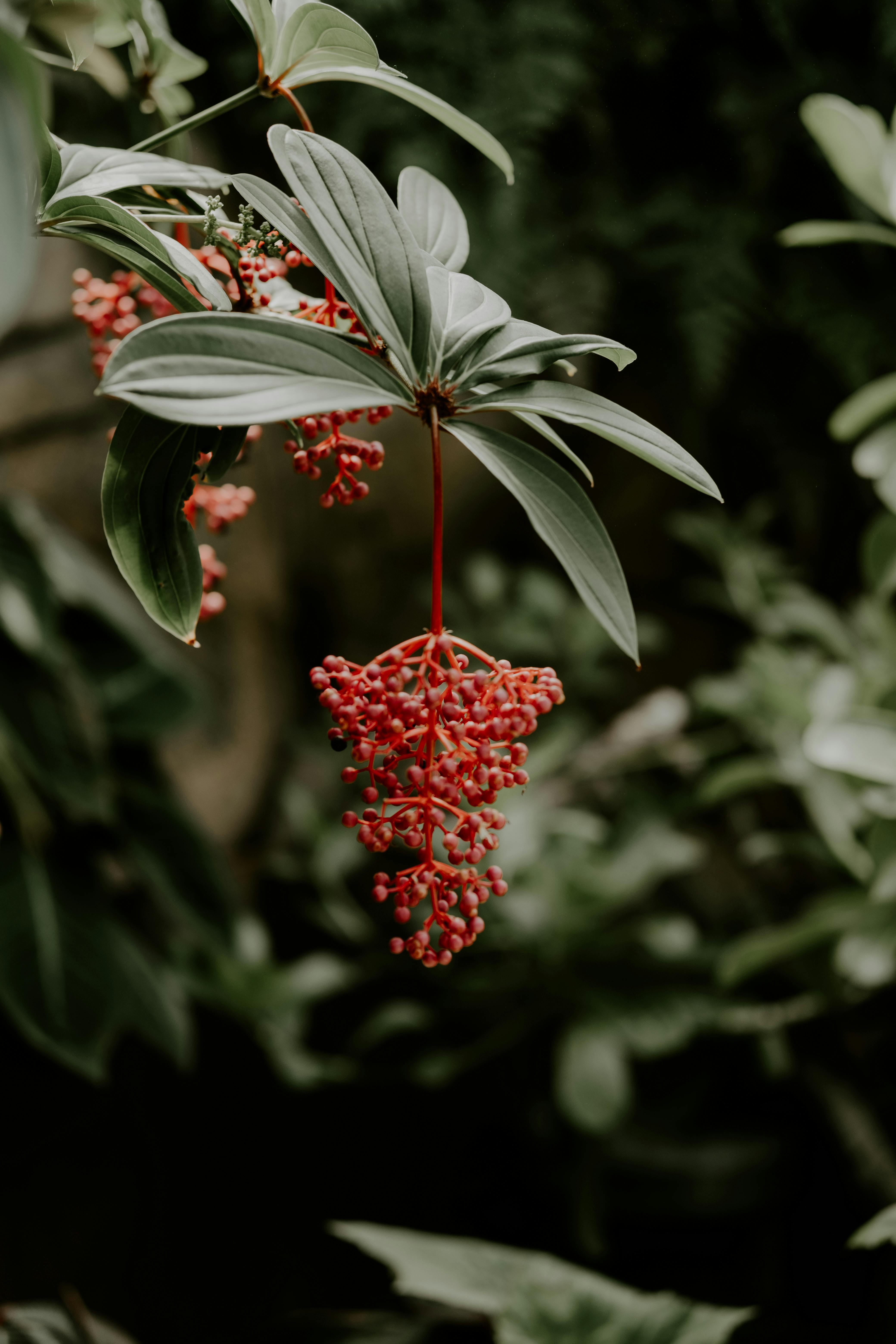 Lant Growth Photos, Download The BEST Free Lant Growth Stock Photos ...