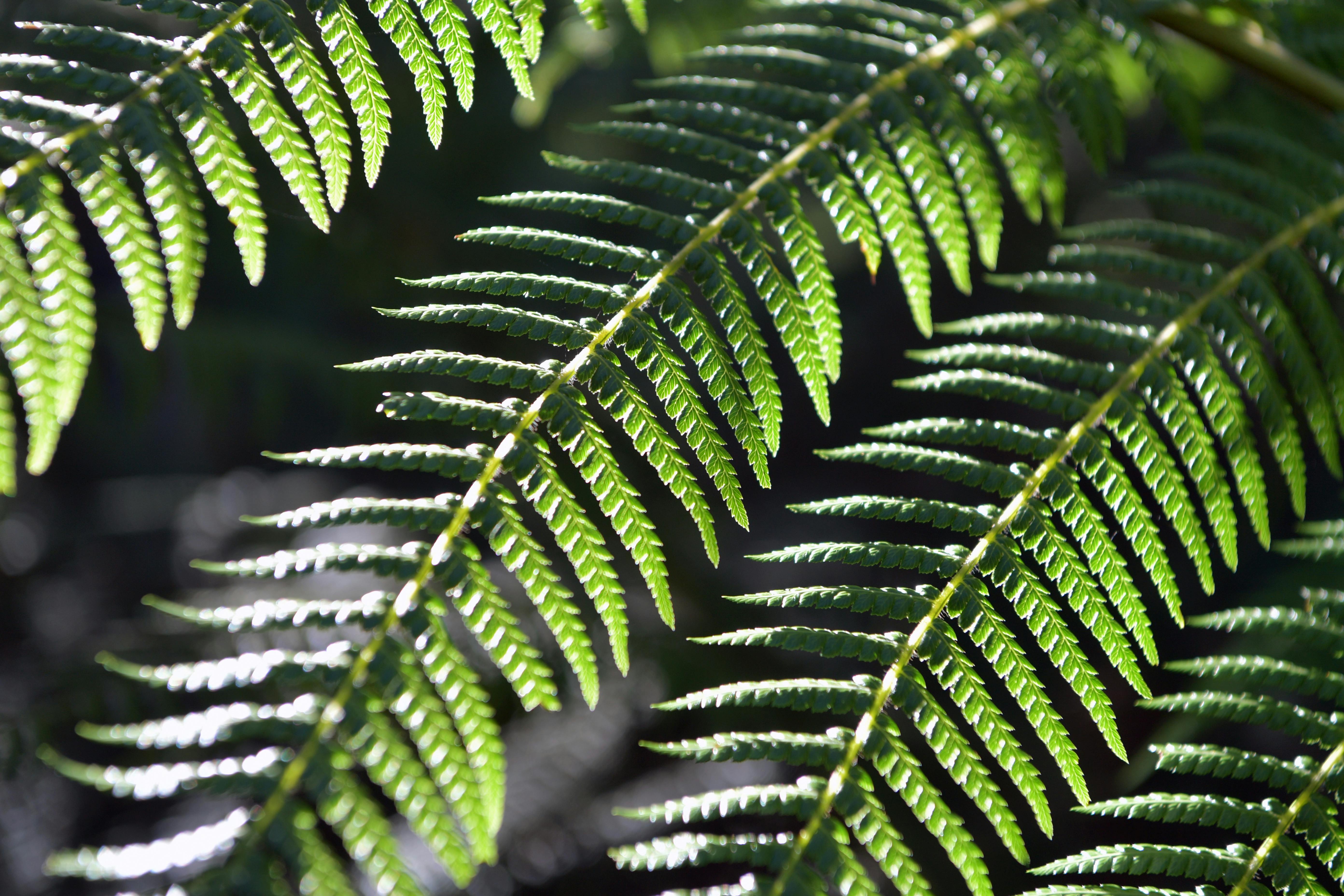 Photo of Fern Plants · Free Stock Photo