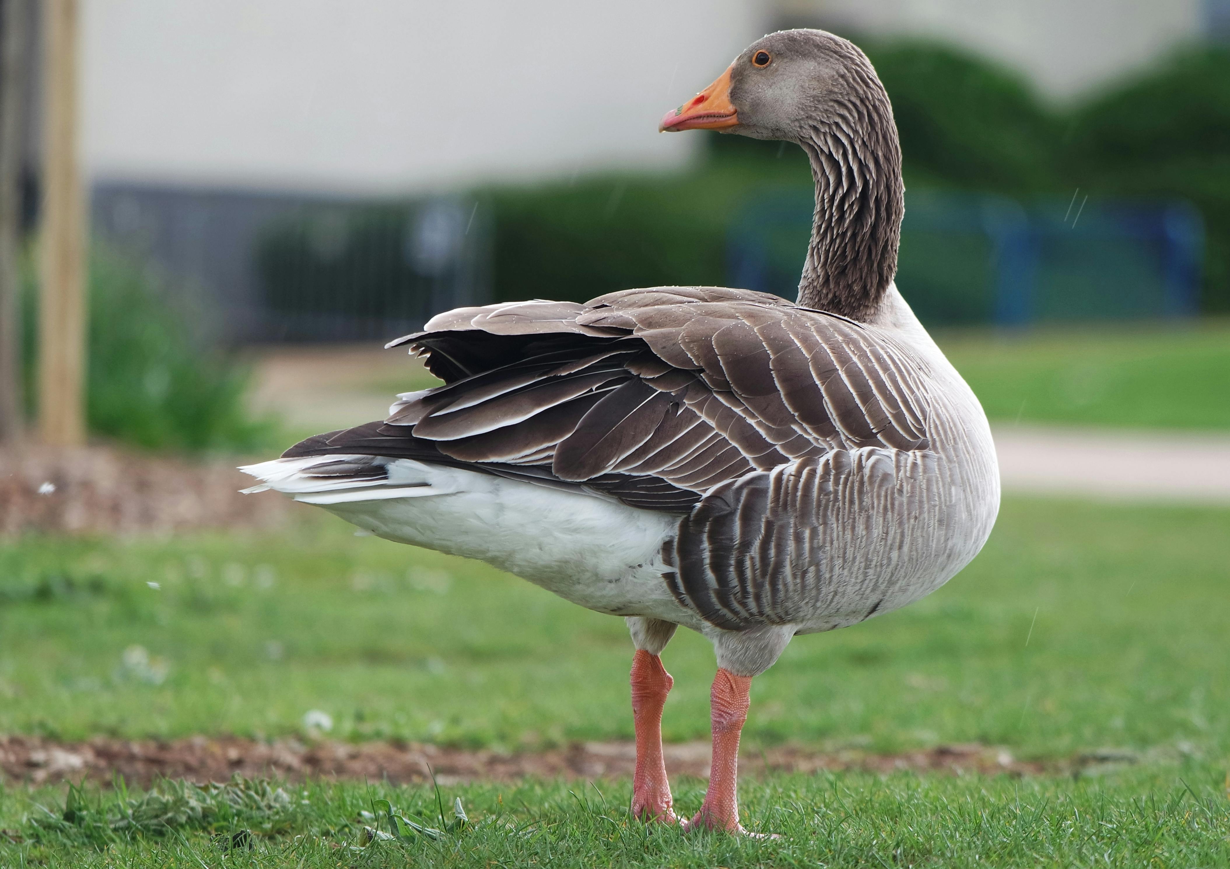 Close up of a Goose · Free Stock Photo