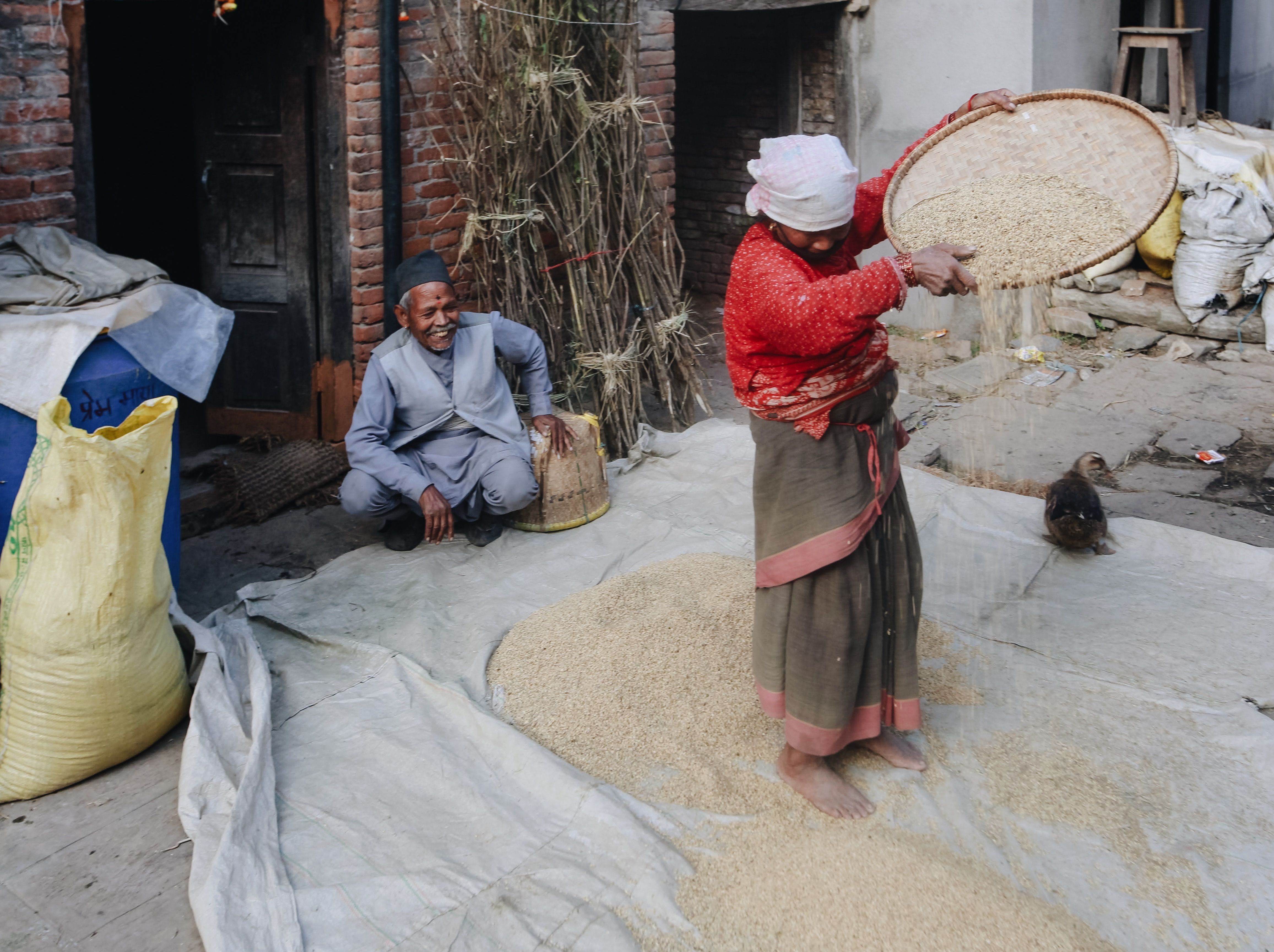 Woman Processing Jute from a Jute Plant · Free Stock Photo