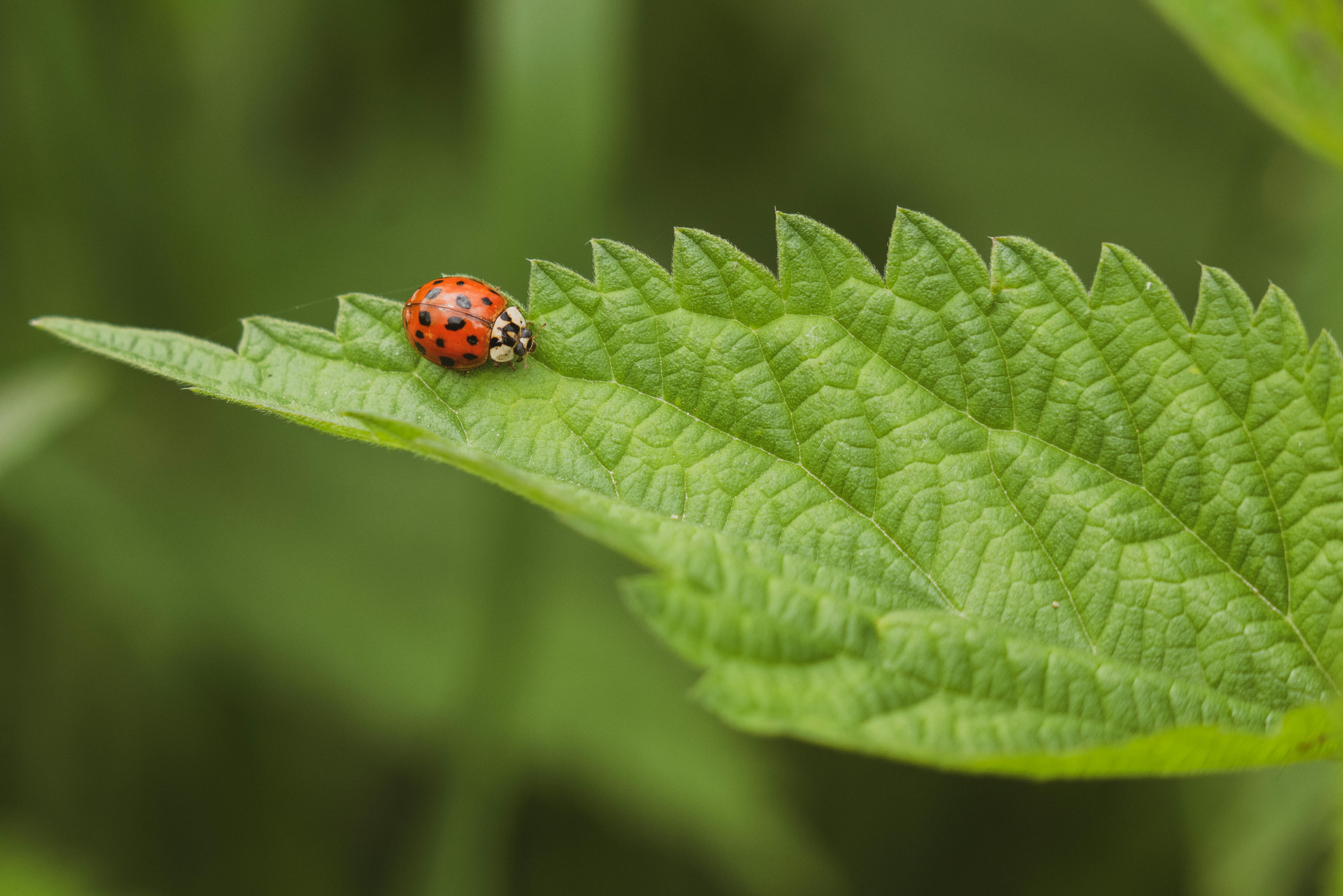 Close-up Photography of Ladybug · Free Stock Photo
