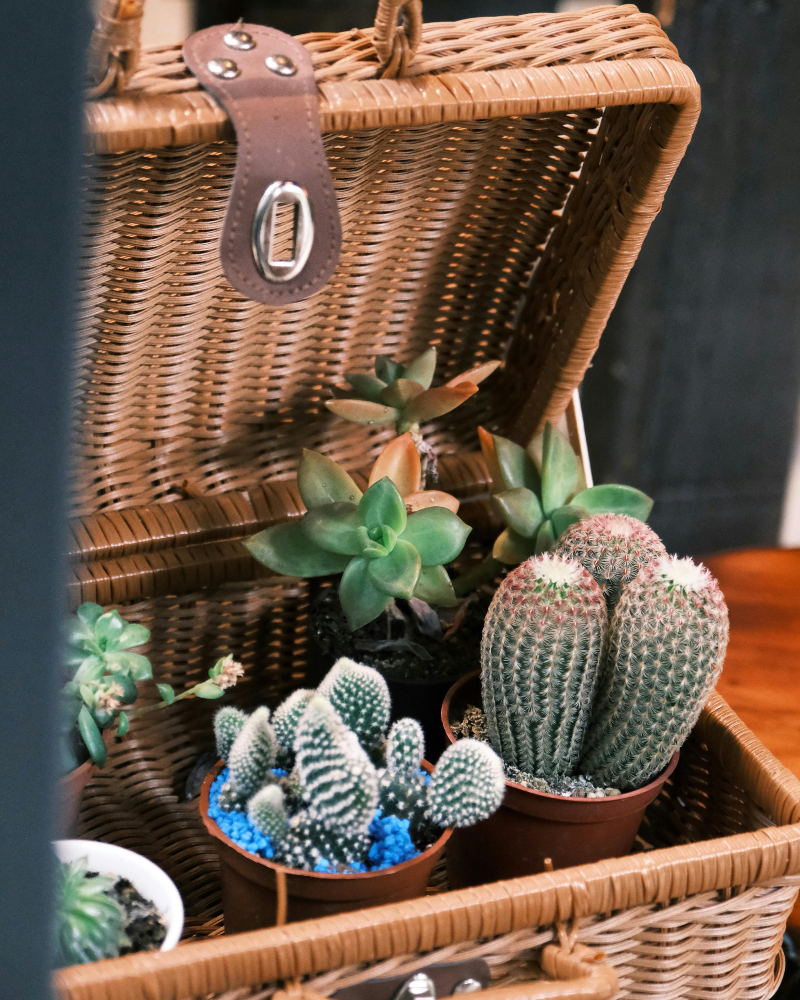 Potted Cacti in Suitcase · Free Stock Photo
