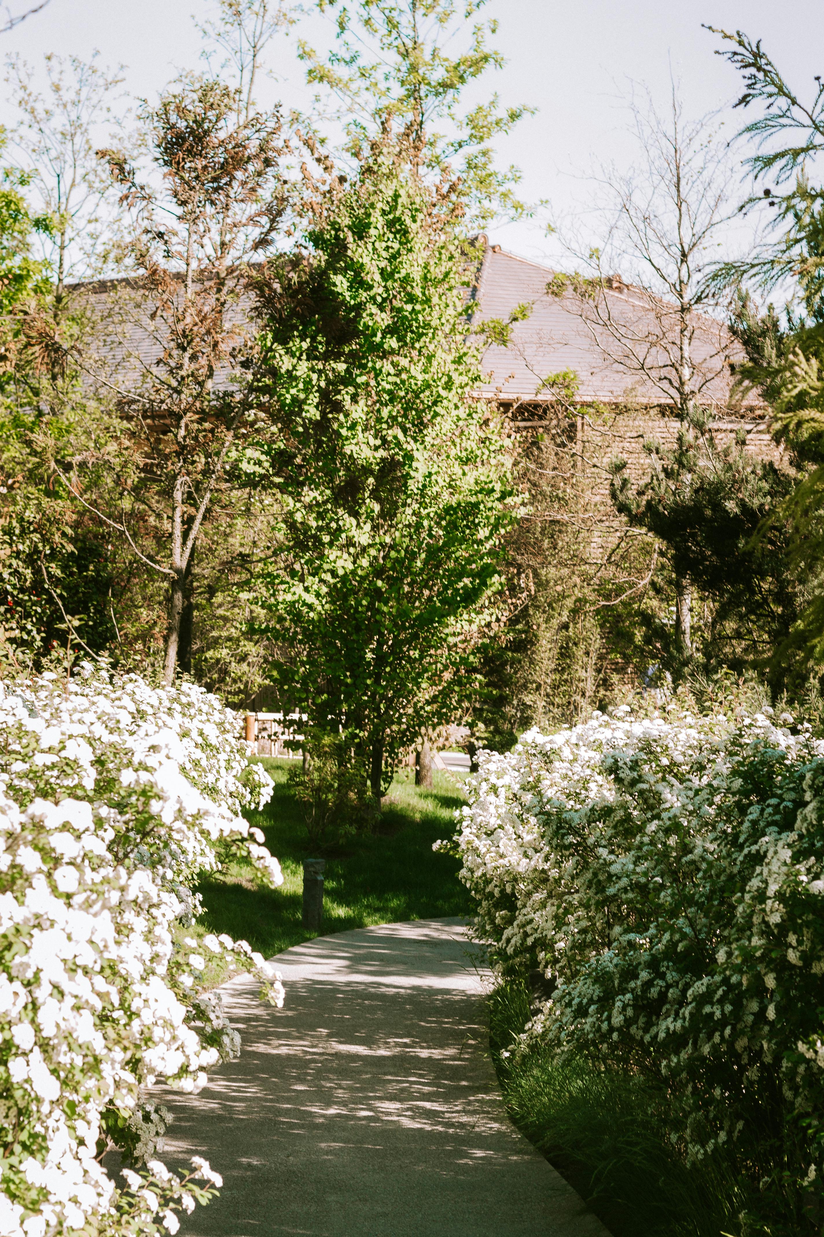 Flowers Bushes Photos, Download The BEST Free Flowers Bushes Stock ...