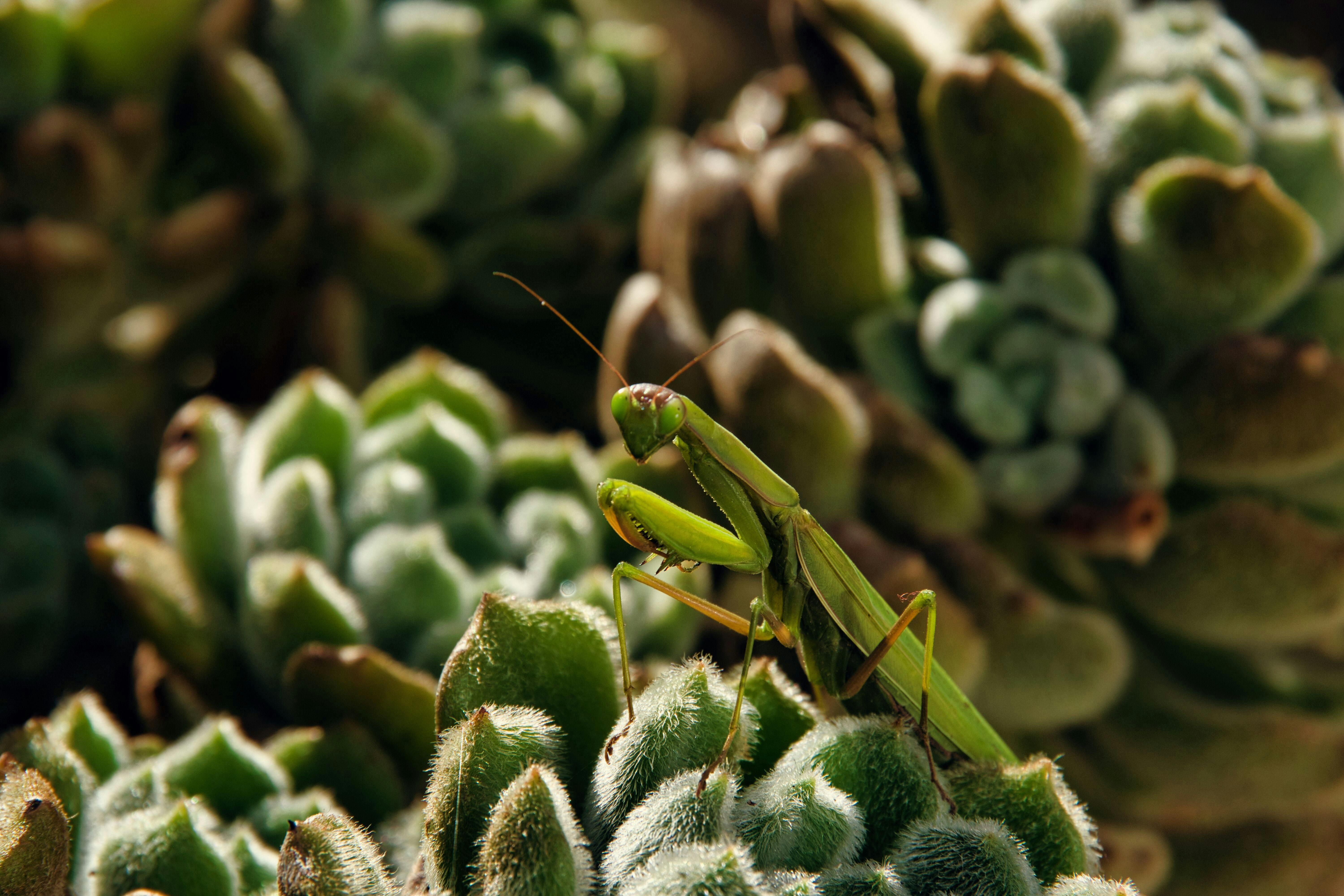 A Little Mantis on Leaves · Free Stock Photo