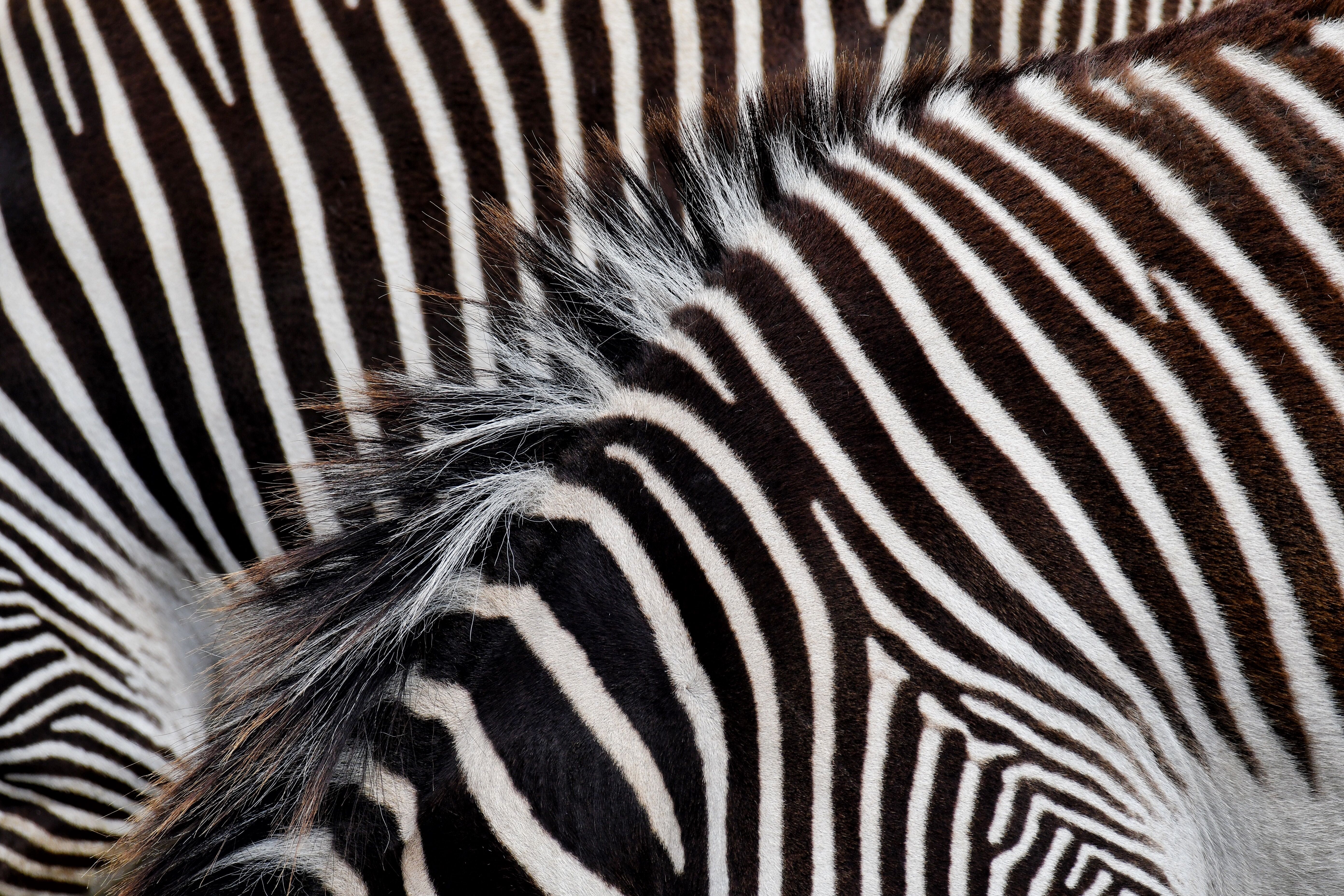 Close-up of Zebra Mane · Free Stock Photo