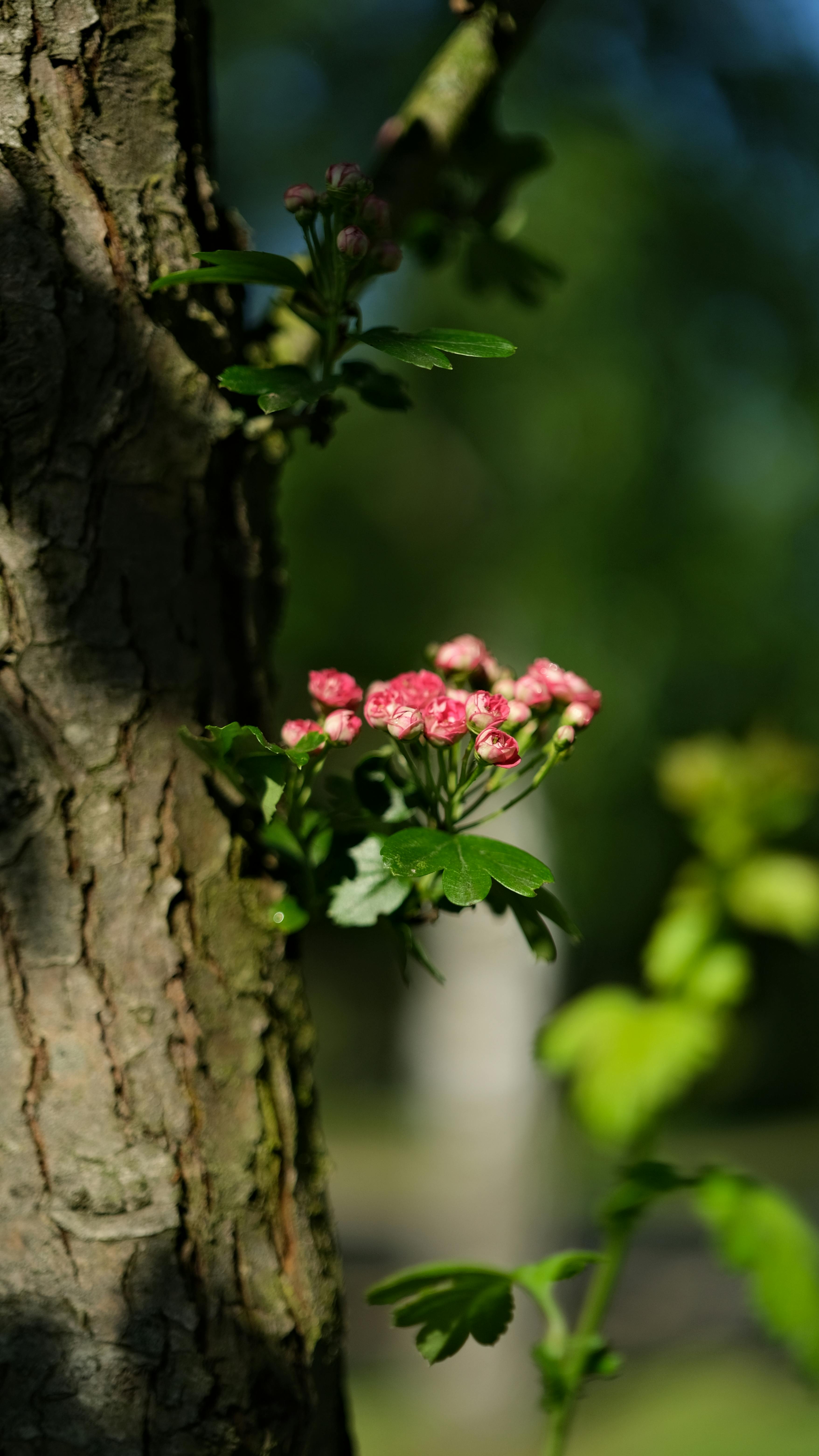 Pink Flowers Growing on Tree · Free Stock Photo
