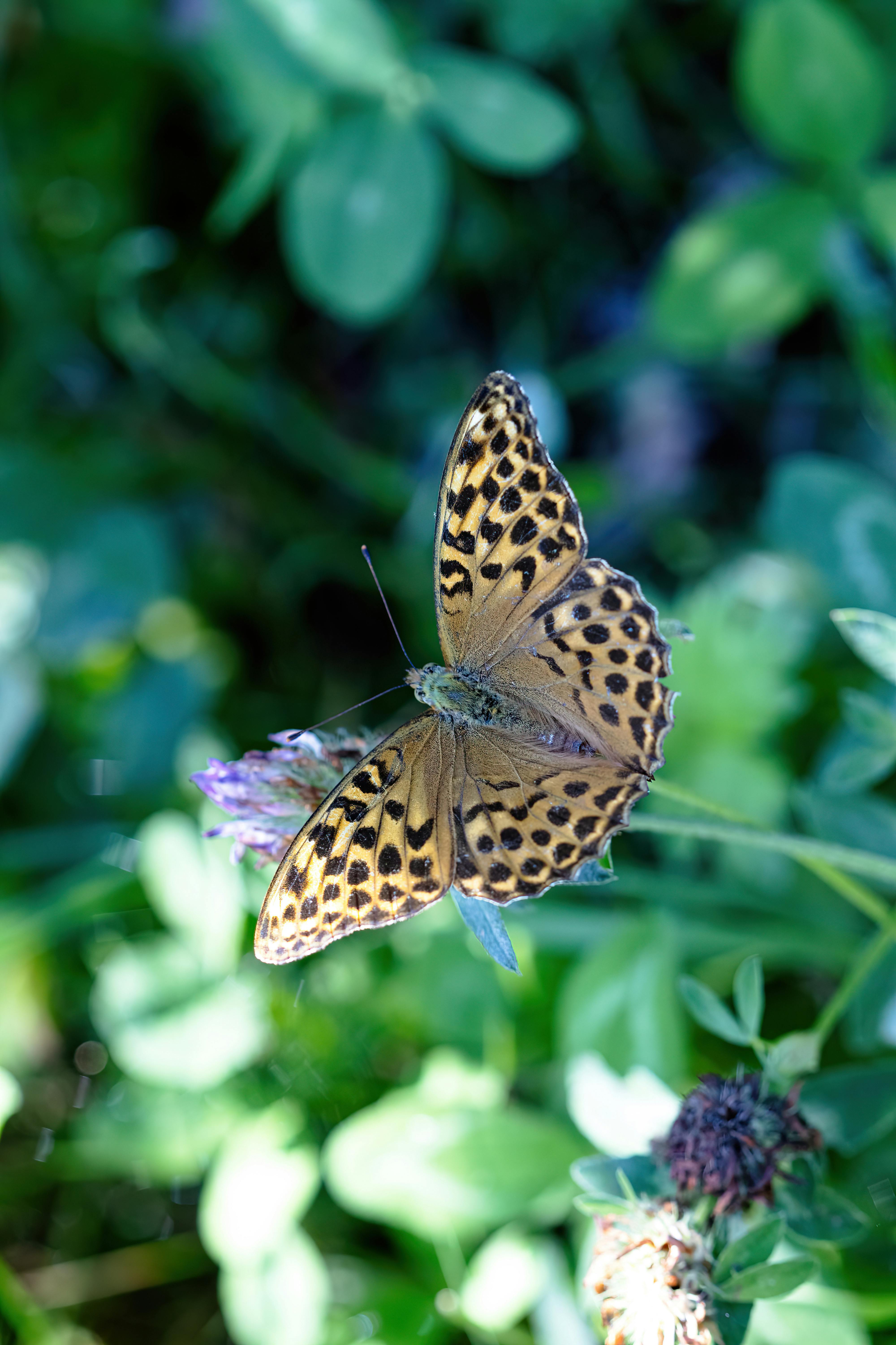 Cardinal Butterfly Sitting on a Flower · Free Stock Photo
