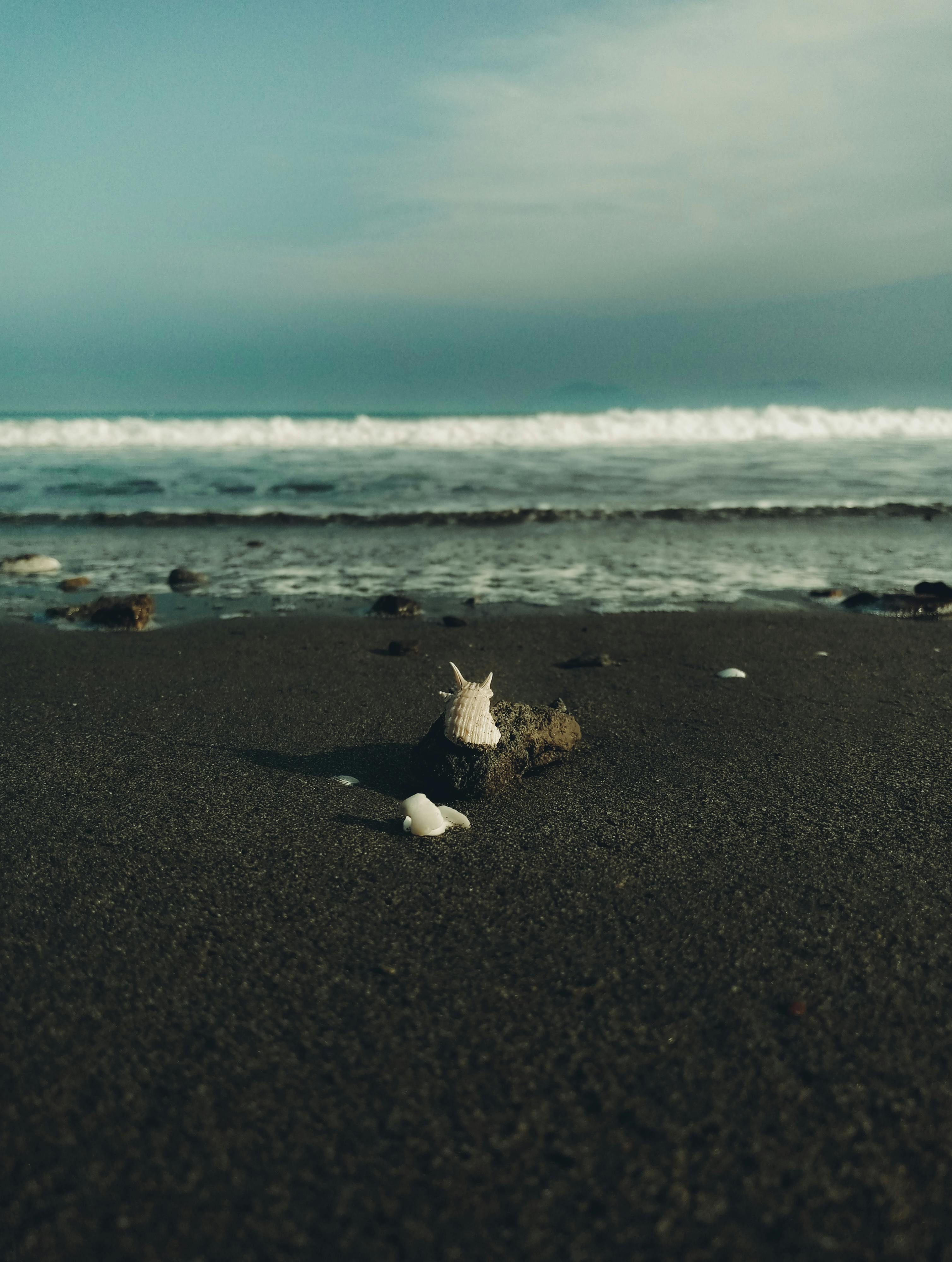 Grey Conch Shell on Shore · Free Stock Photo