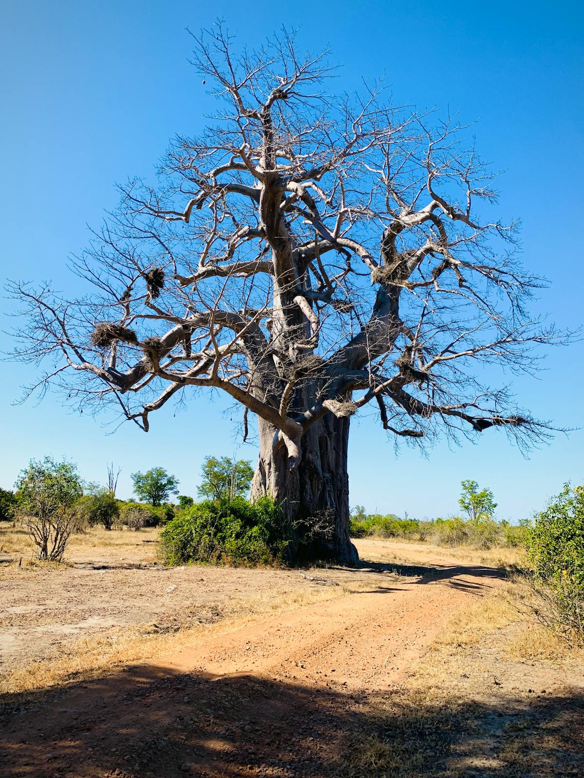 Baobab Photos, Download The BEST Free Baobab Stock Photos & HD Images