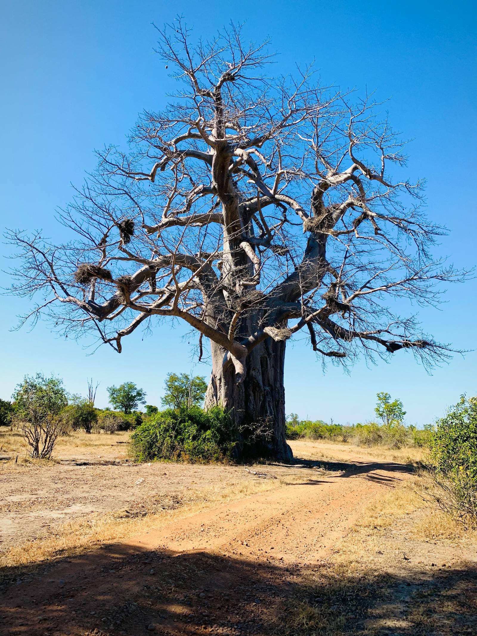 Baobab Tree Photos, Download The BEST Free Baobab Tree Stock Photos ...