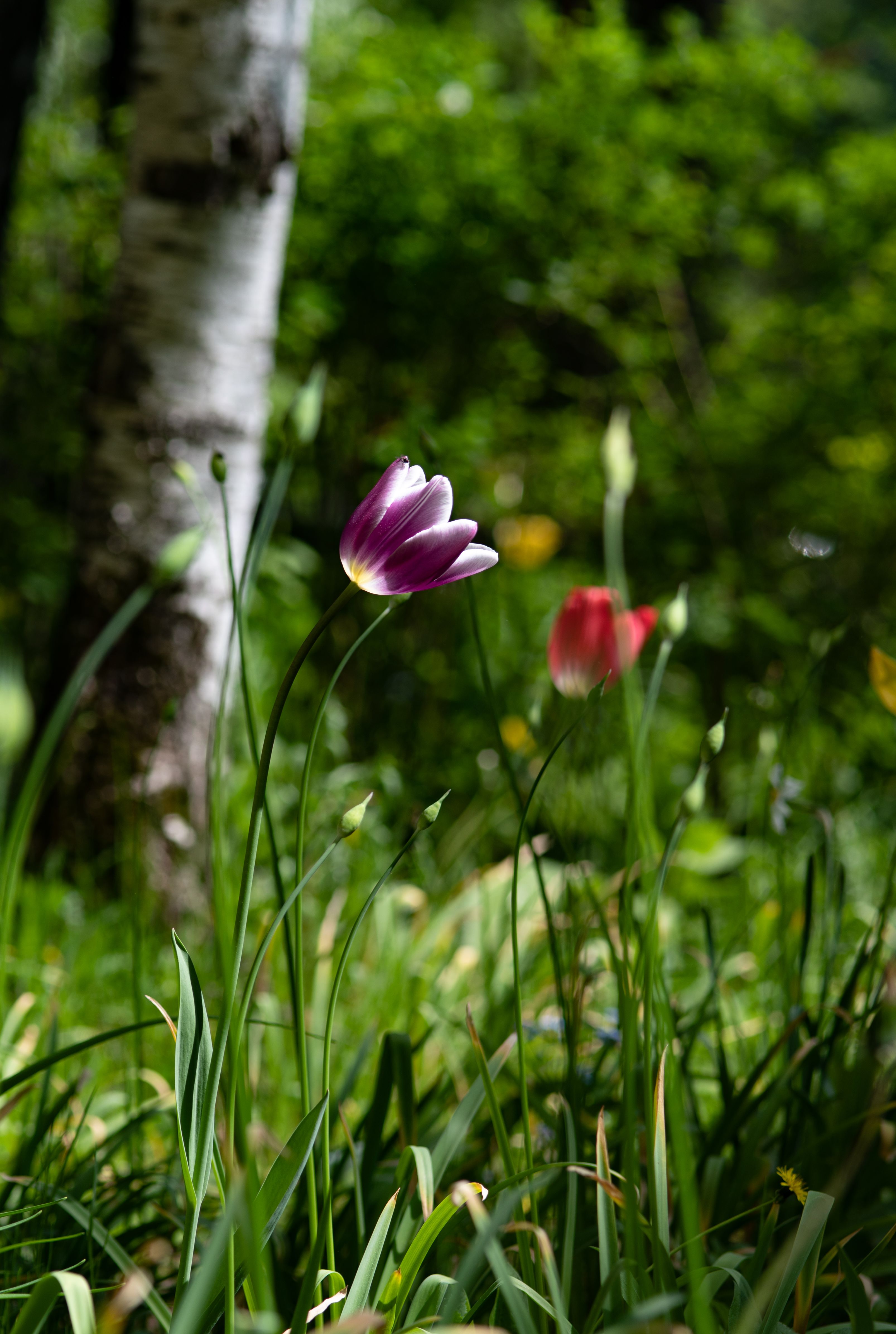 Tulips In Mountain Photos, Download The BEST Free Tulips In Mountain ...