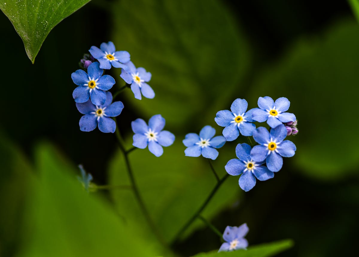 Forget Me Nots Photos, Download The BEST Free Forget Me Nots Stock ...