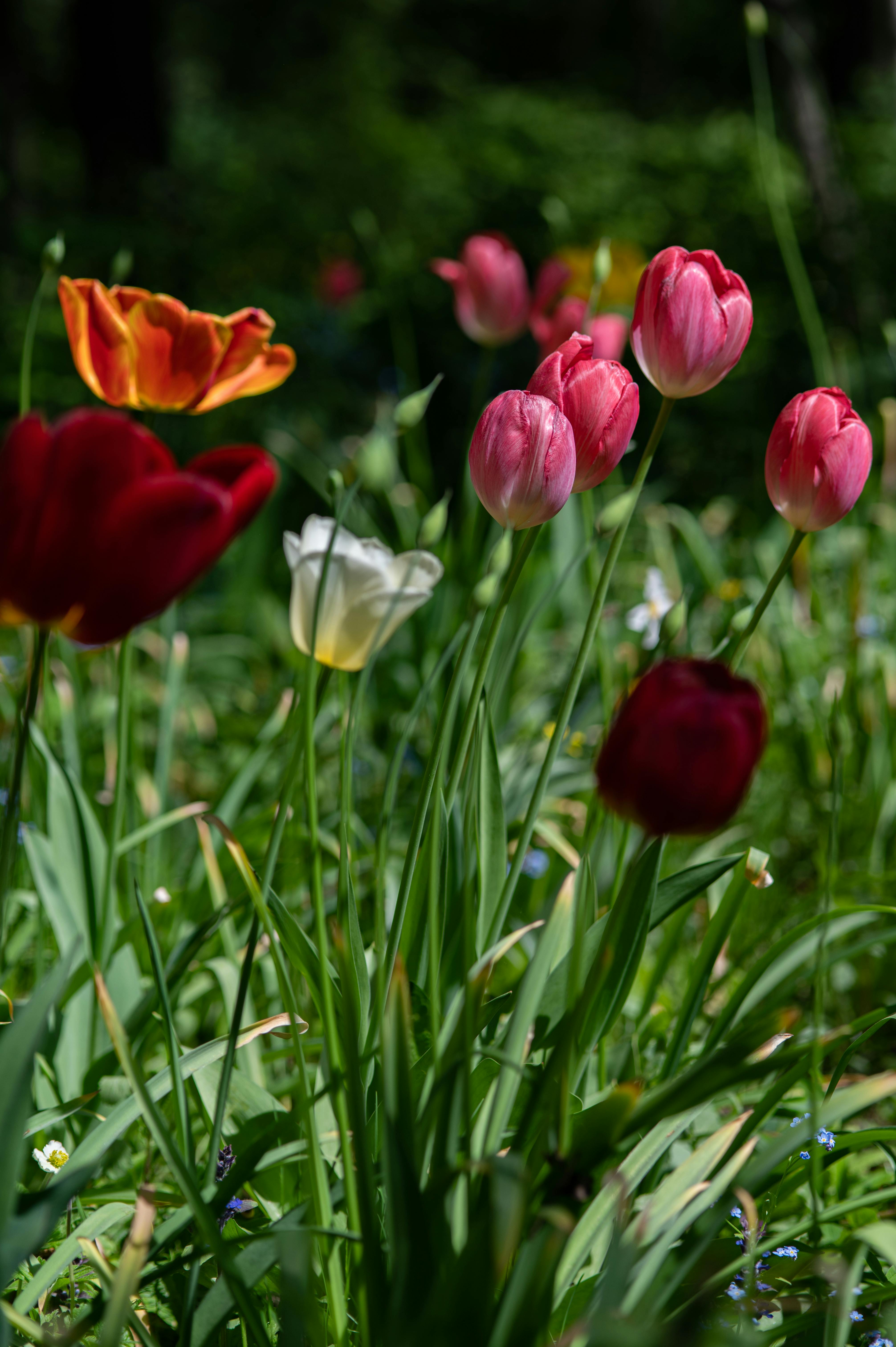 Colorful Tulip Field in a Garden · Free Stock Photo