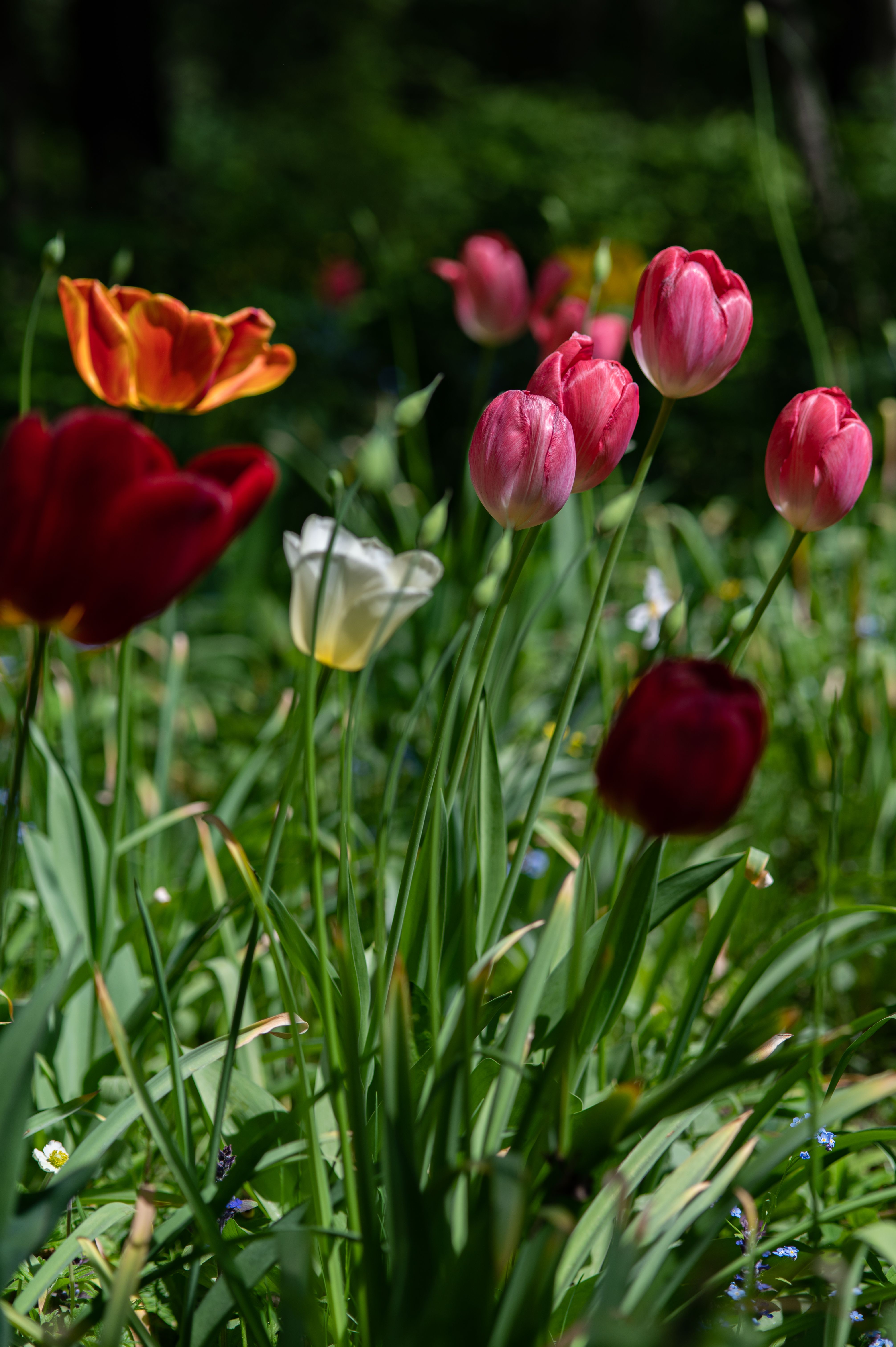 Colorful Blooming Tulips · Free Stock Photo