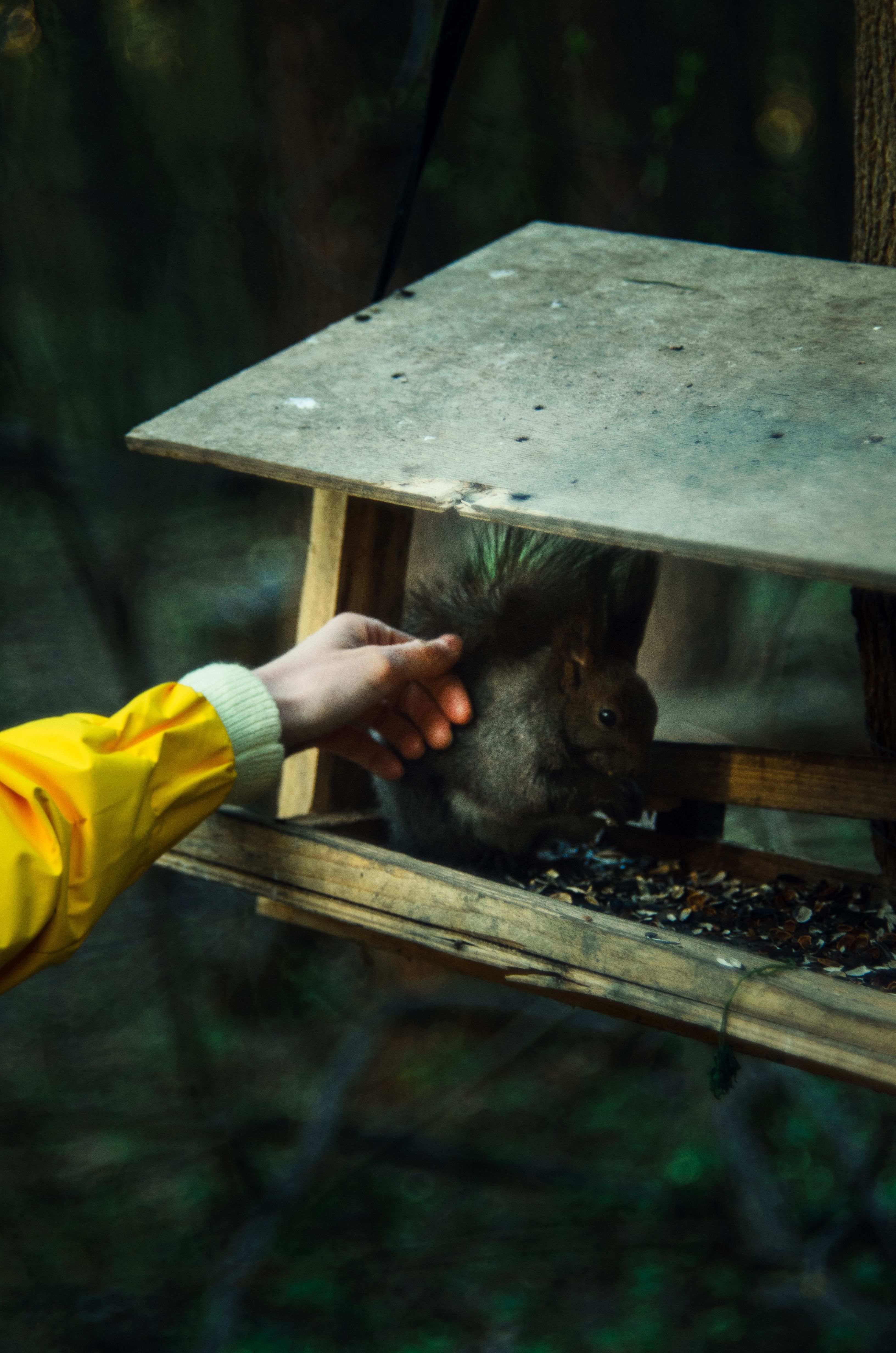 Person Holding Northern Palm Squirrel · Free Stock Photo