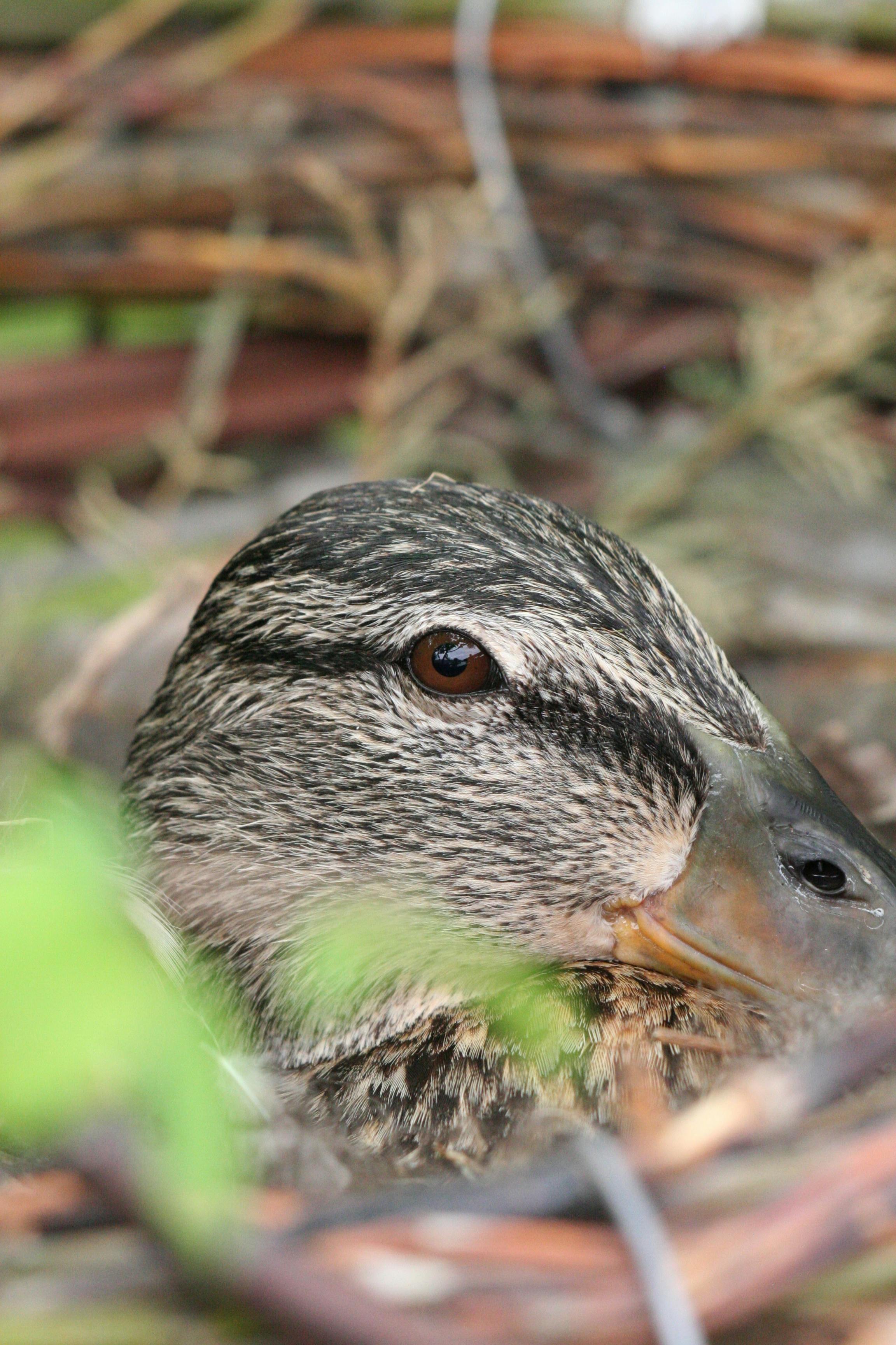 Close-up of a Duck Sitting in Bushes · Free Stock Photo