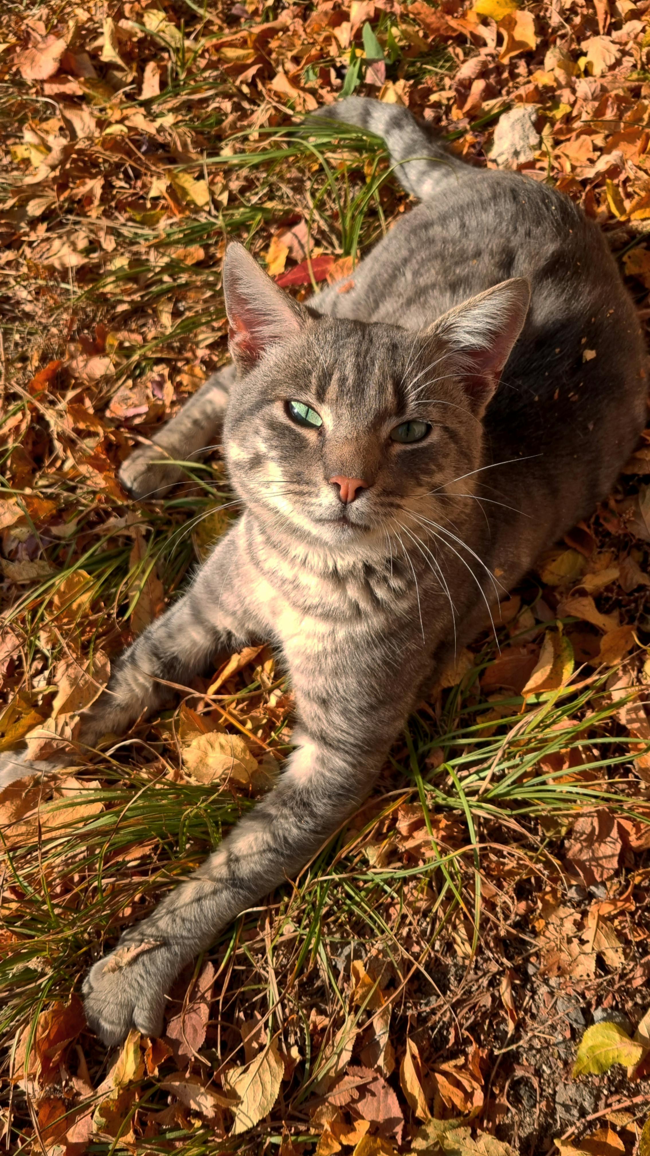 Downy Gray Cat · Free Stock Photo