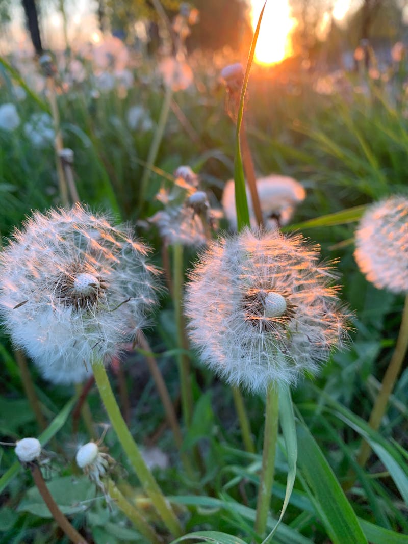 Russian Dandelion Photos, Download The BEST Free Russian Dandelion ...