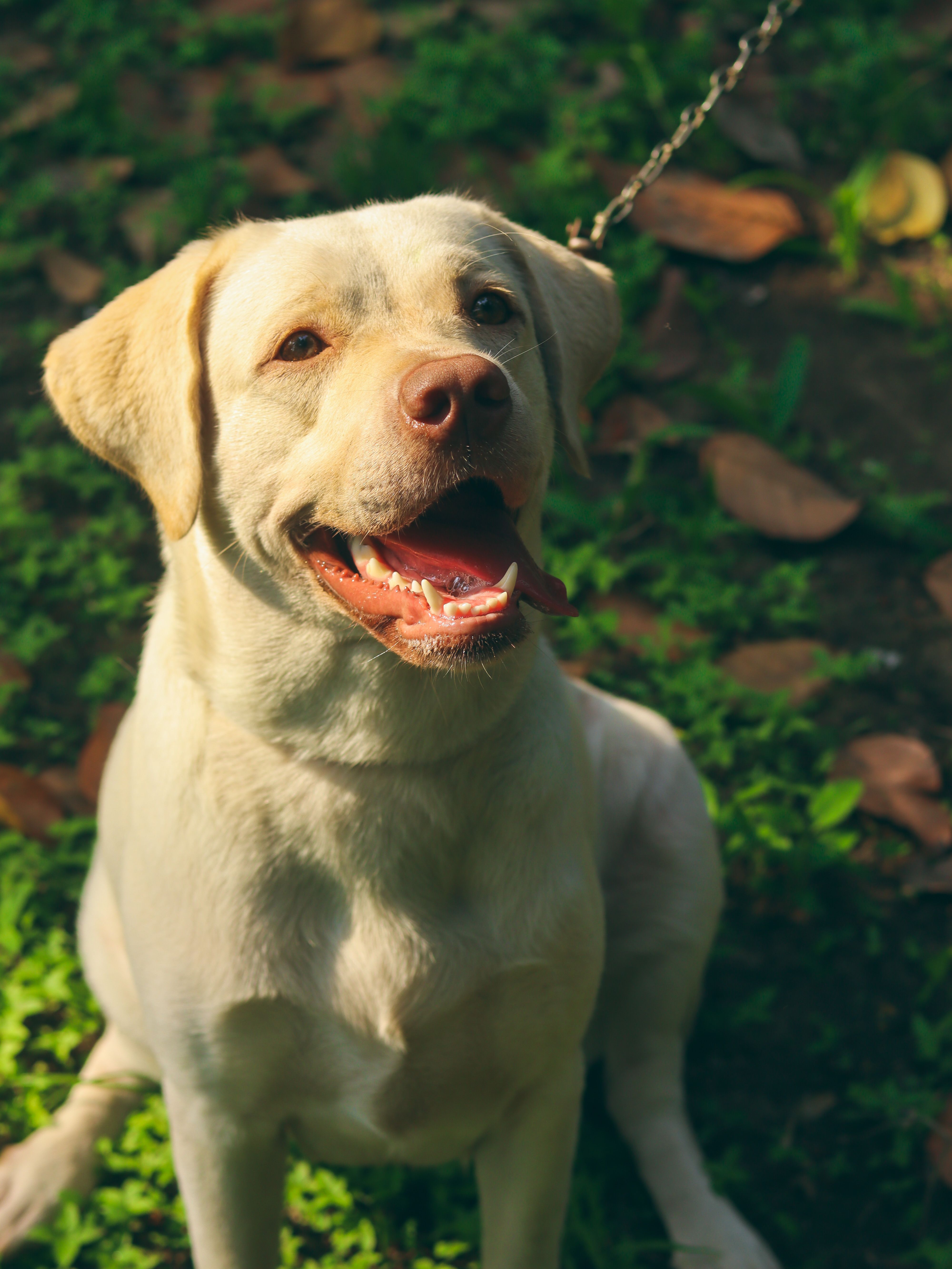 White Dog in a Forest in Sunlight · Free Stock Photo