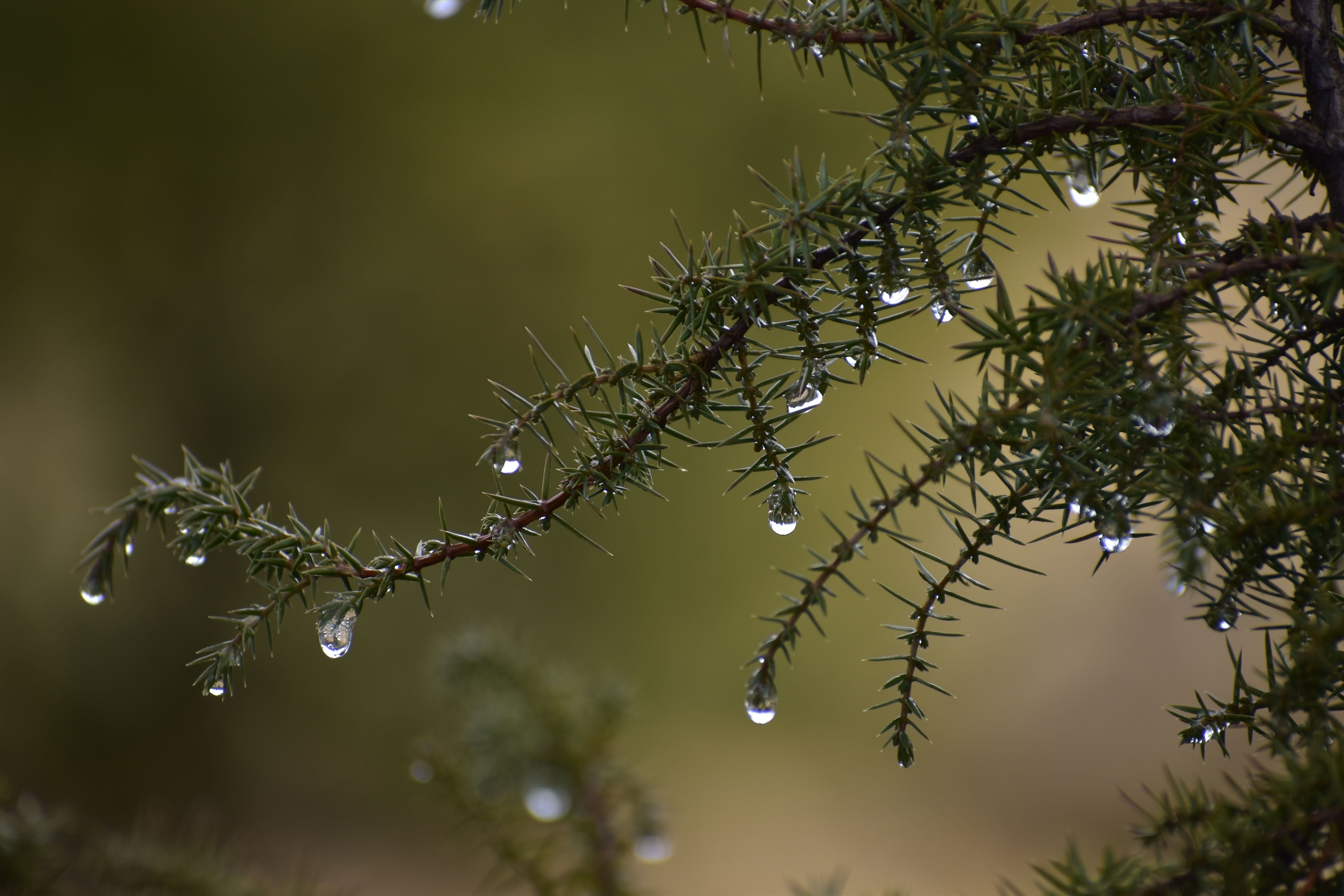 Raindrops On Evergreen Branches Free Stock Photo