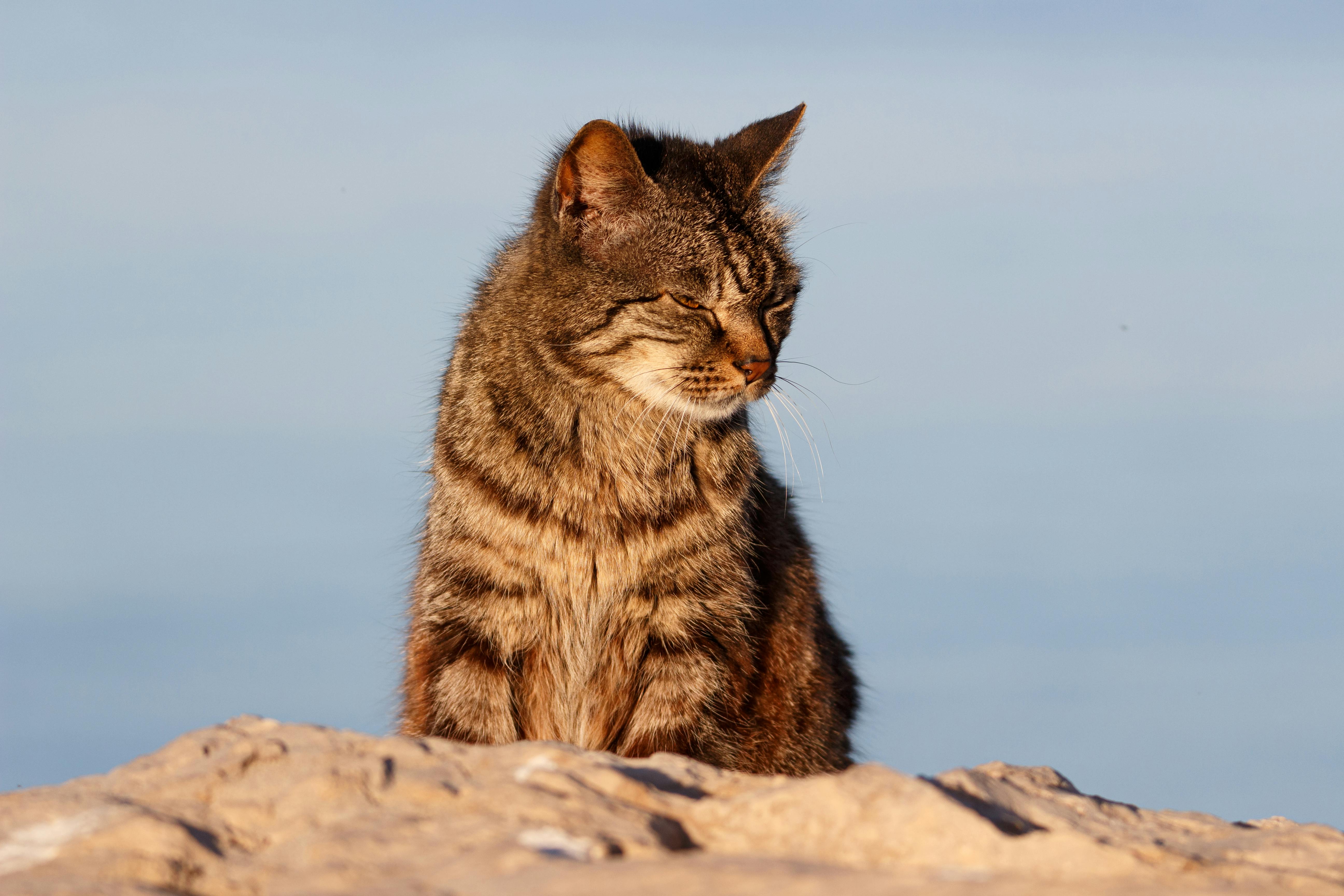 A Cat Sitting on a Rock · Free Stock Photo