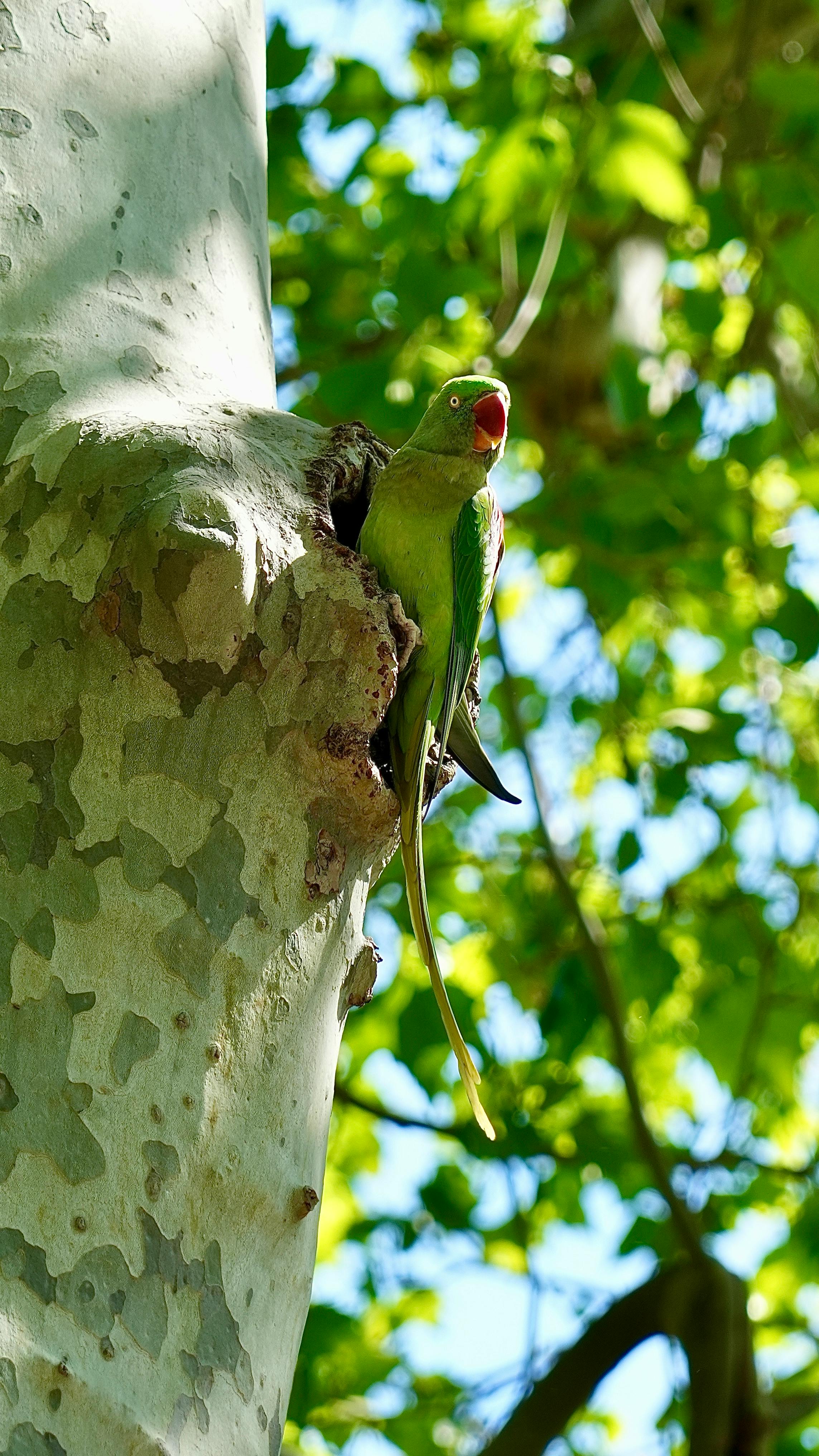 Parakeet Sitting on Tree Trunk · Free Stock Photo