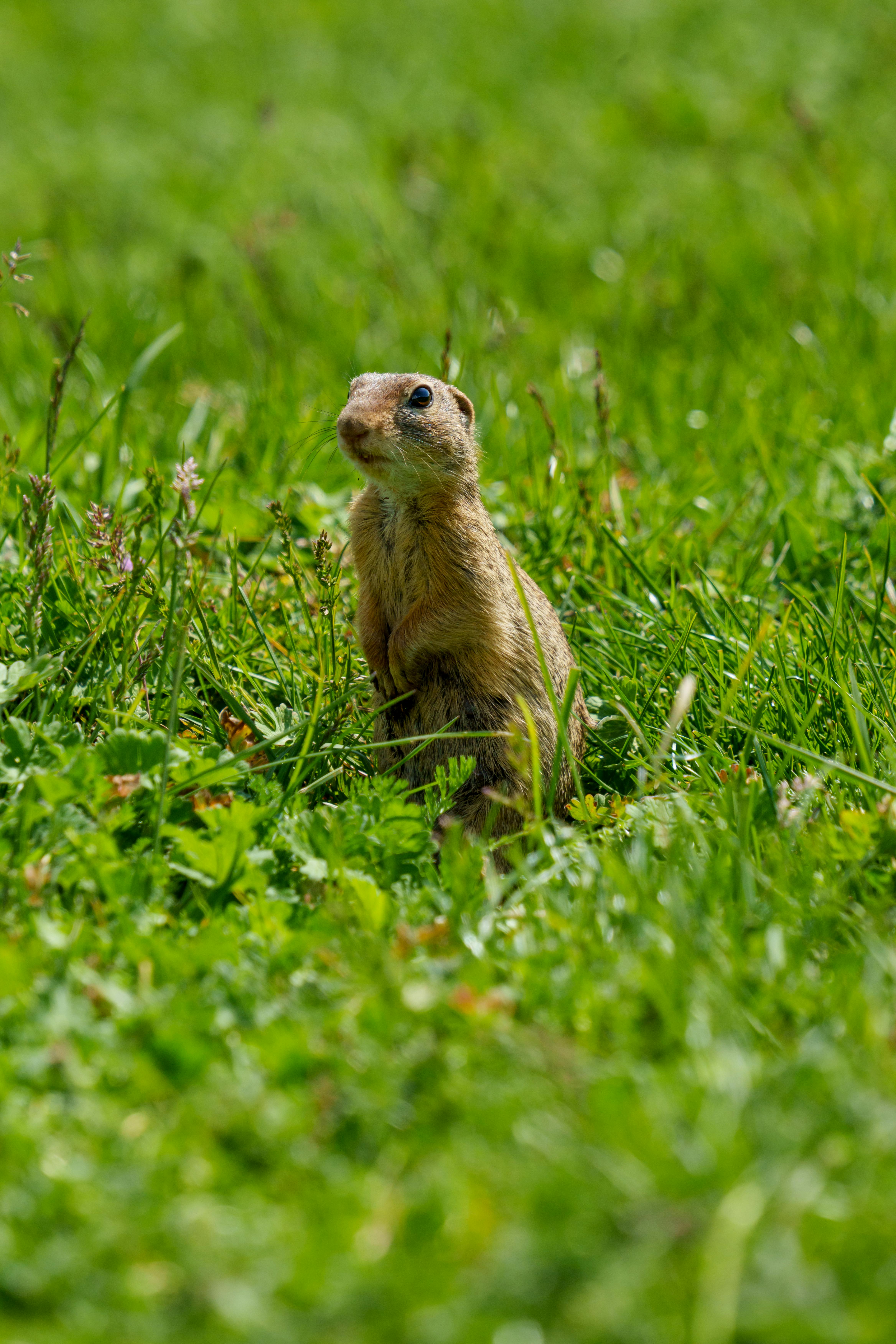 The European ground squirrel (Spermophilus citellus), also known as the ...