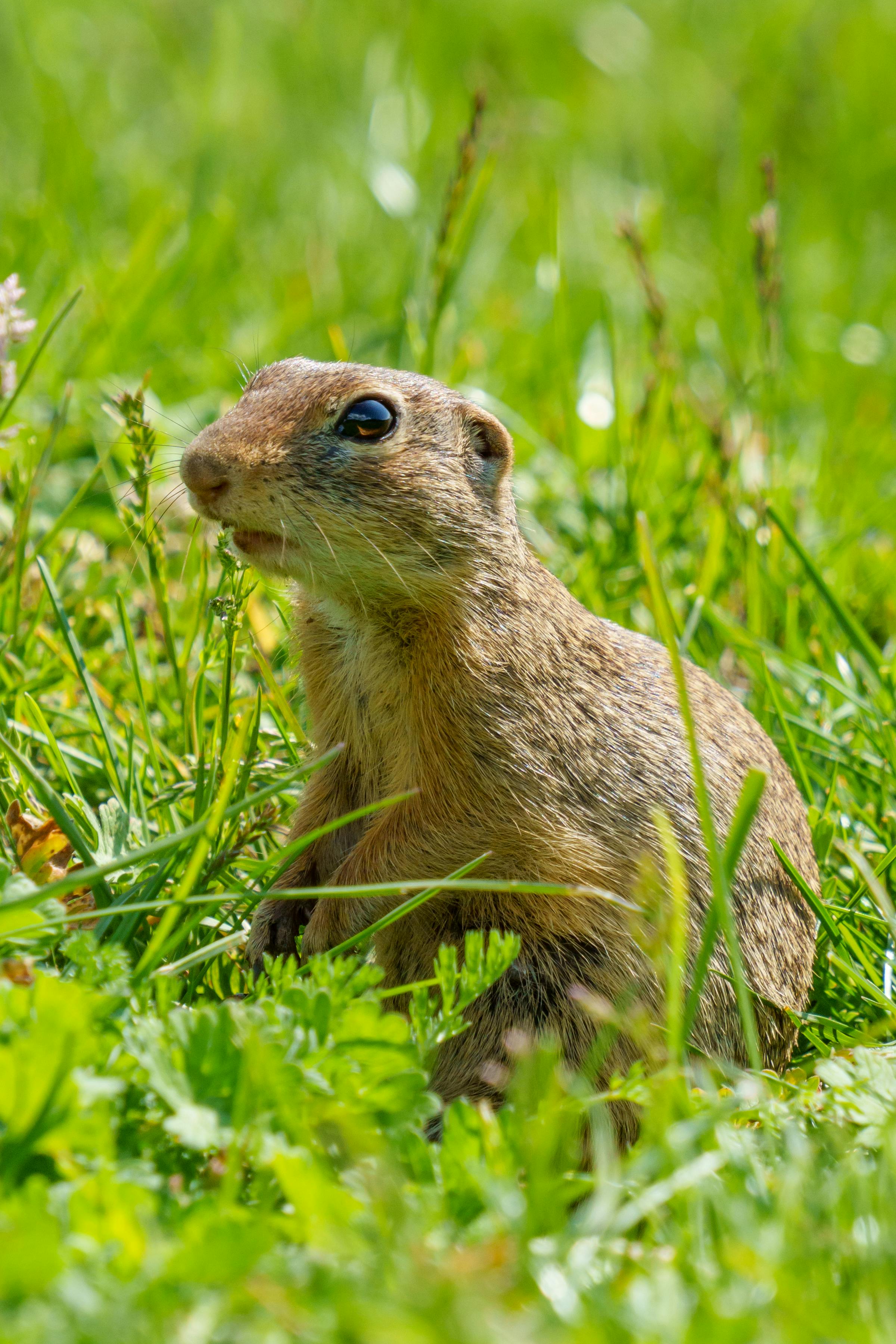 The European ground squirrel (Spermophilus citellus), also known as the ...