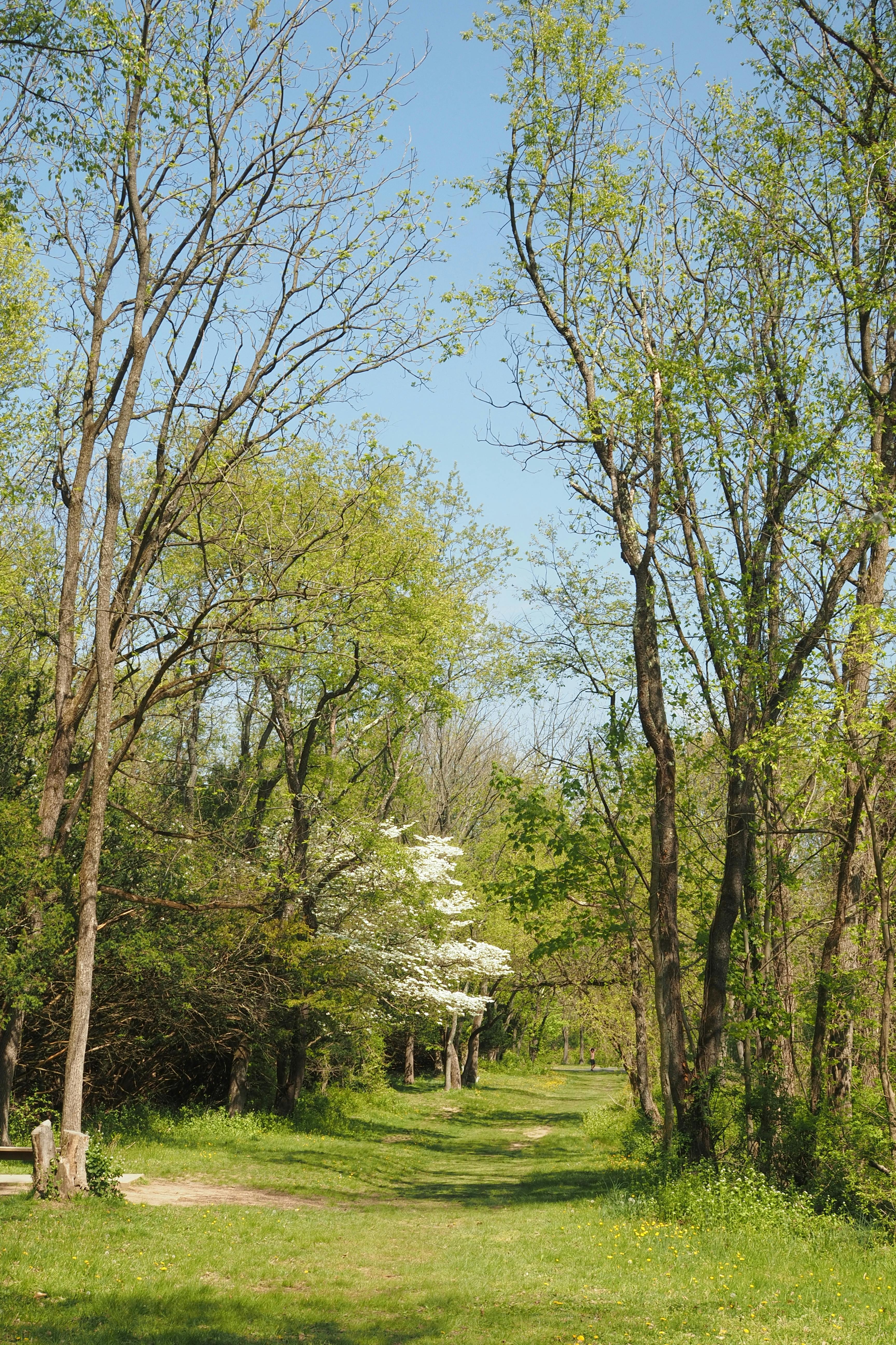 A Path between Trees in Summer · Free Stock Photo