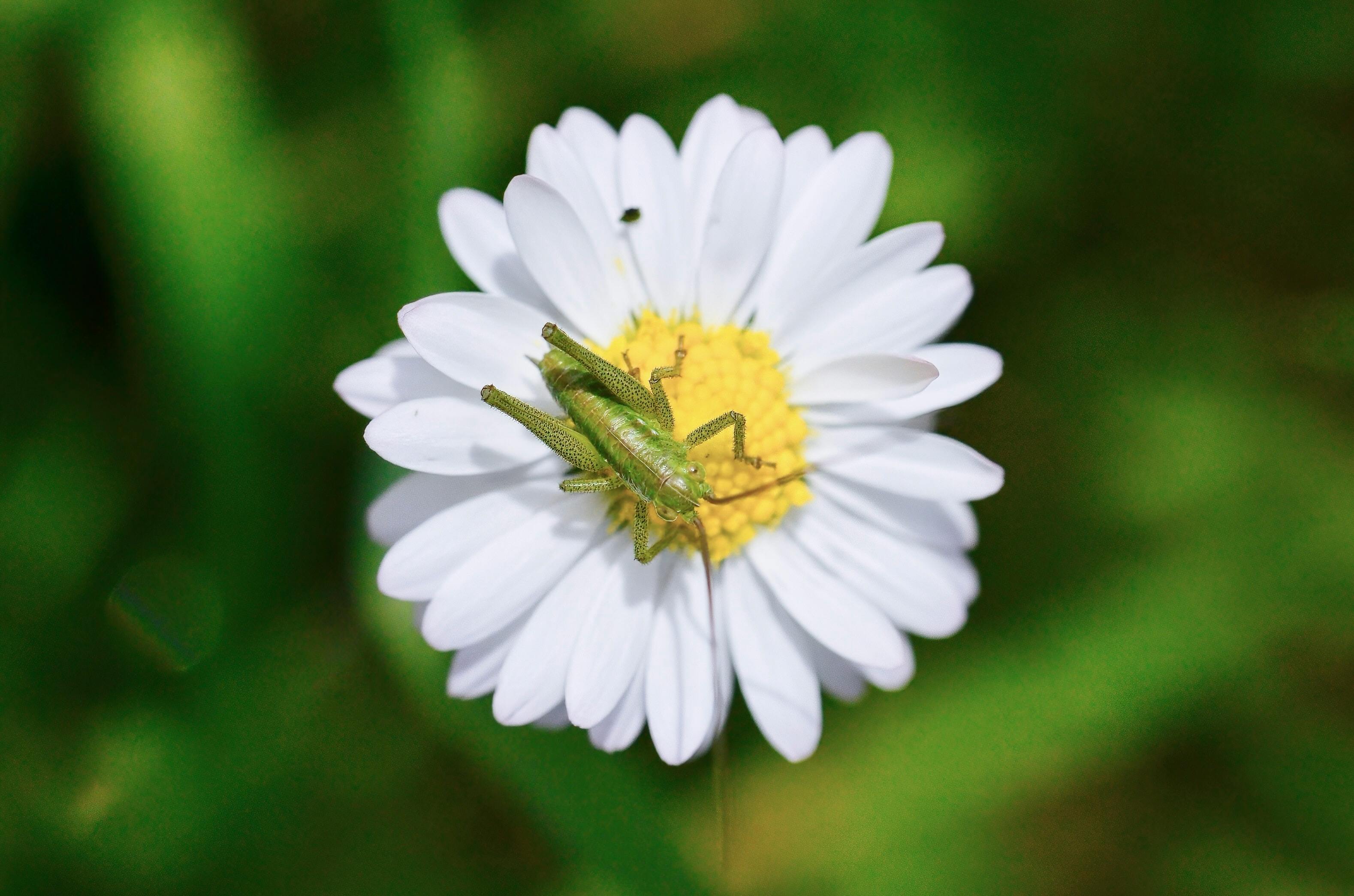 Nature Summer Photos, Download The BEST Free Nature Summer Stock Photos ...